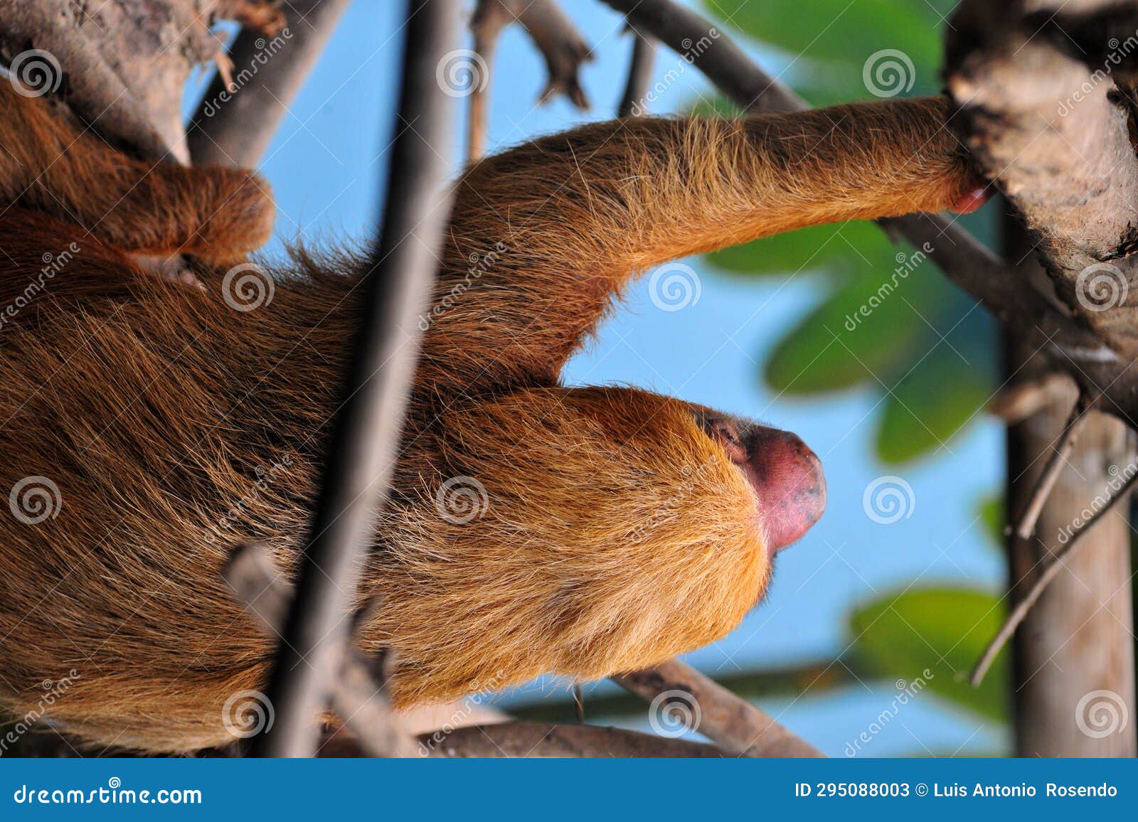 Three-toed Sloth Bear Coming Down from a Tree Zoo Lima Peru Stock Image ...