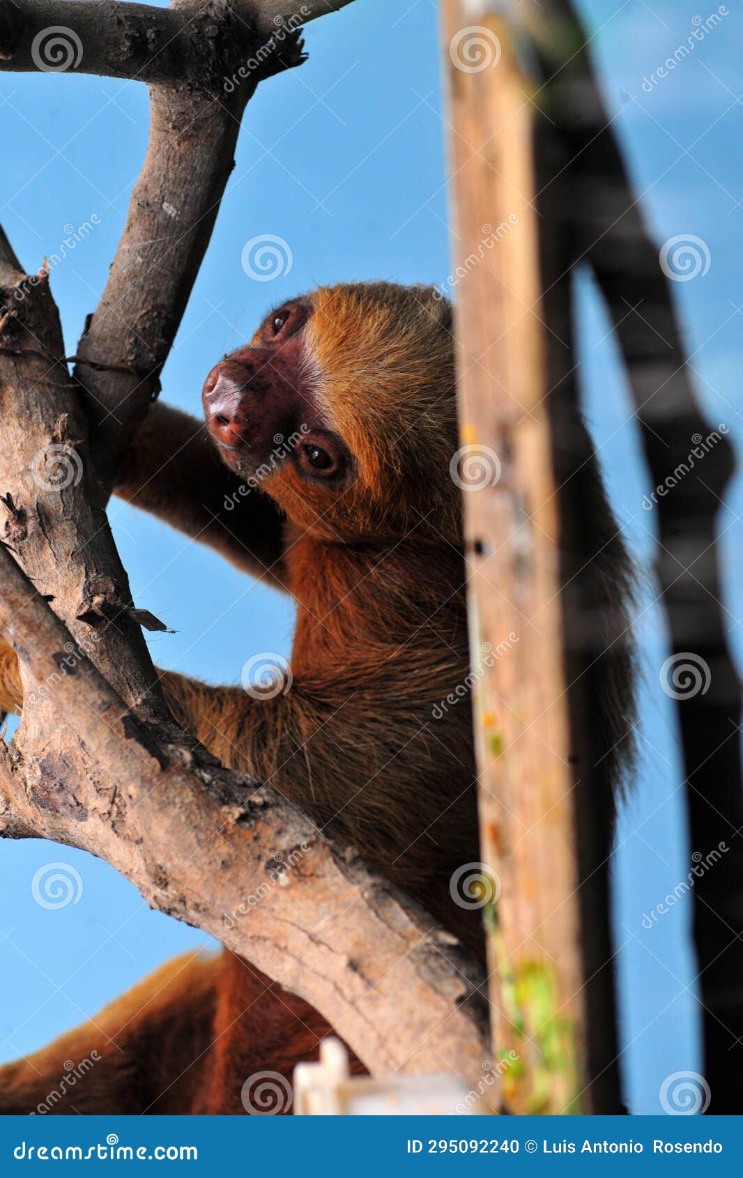A Three-toed Sloth Bear Coming Down from a Tree Zoo Stock Photo - Image ...