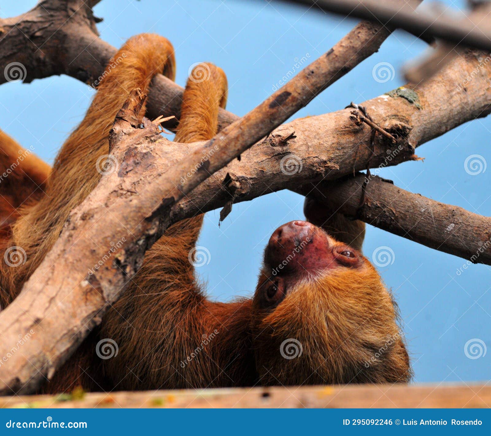 A Three-toed Sloth Bear Coming Down from a Tree Zoo Stock Photo - Image ...