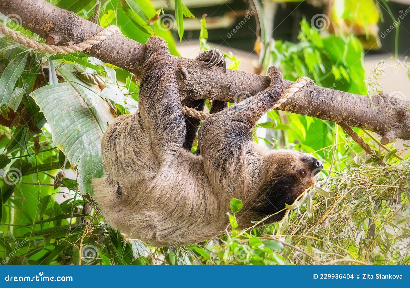 Three-toed Sloth Climbing on the Leafy Tree Stock Photo - Image of ...