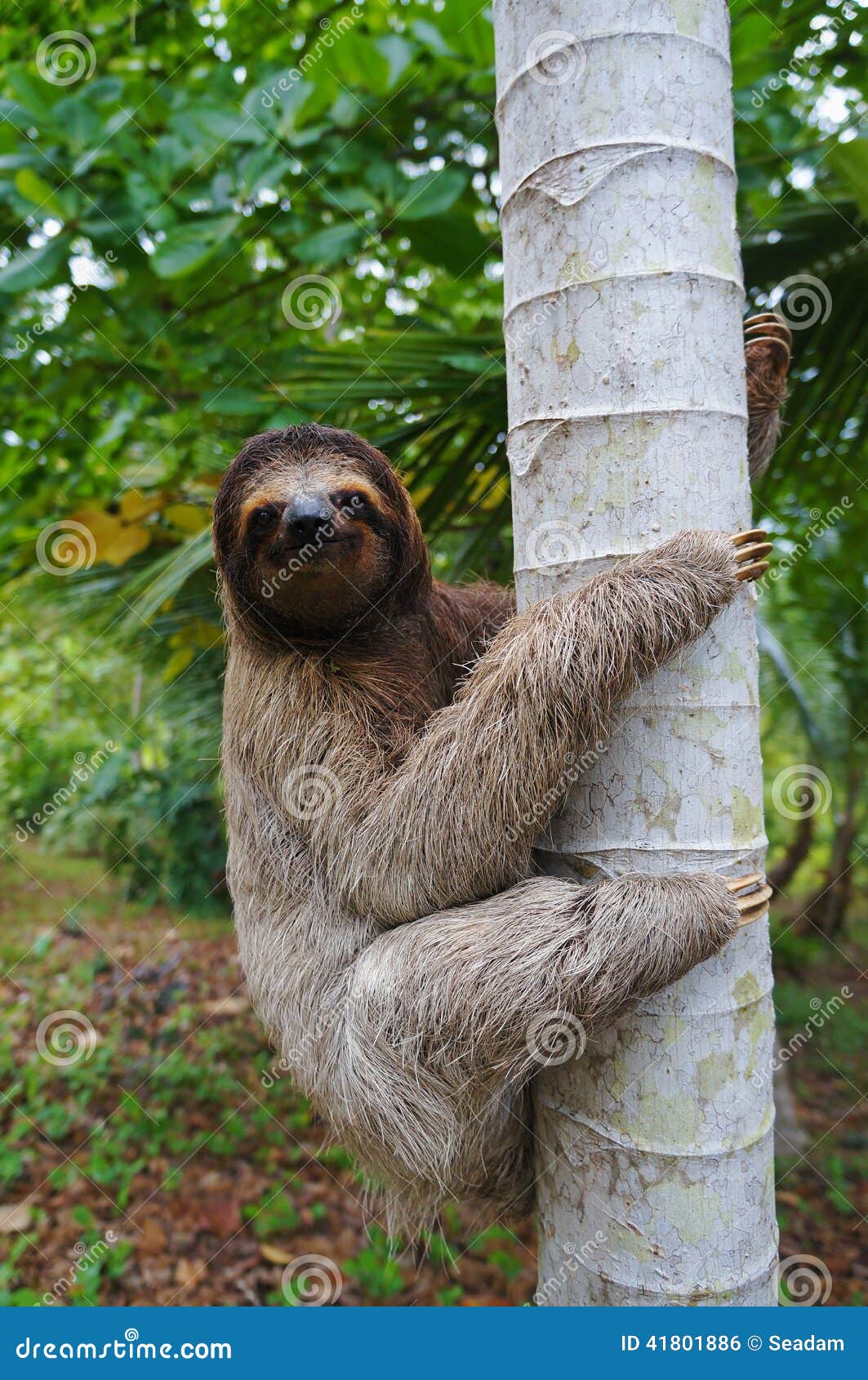 Sloths In Trees