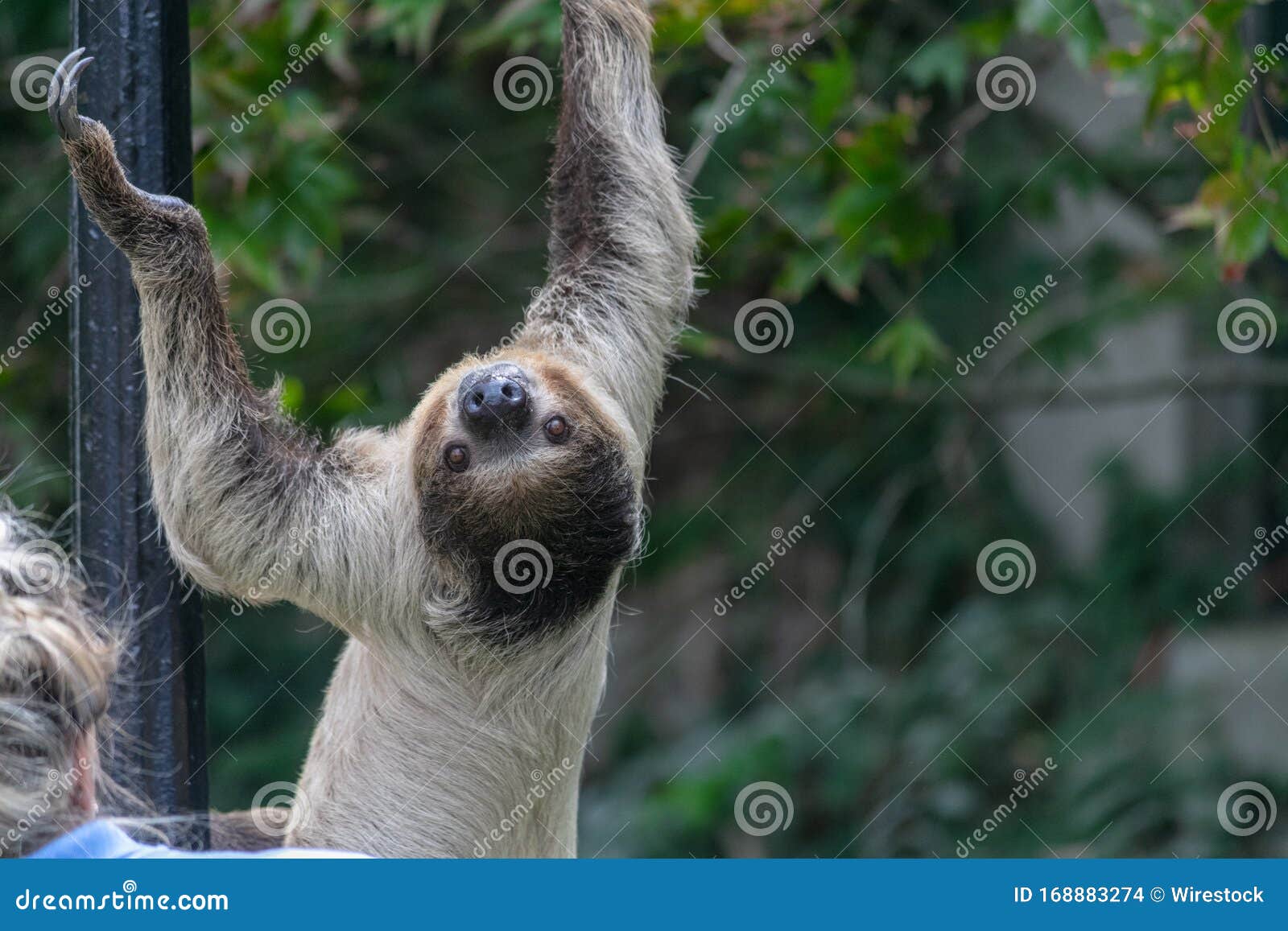 Three-toed Sloth Climbing the Woods in a Zoo Surrounded by Greenery ...