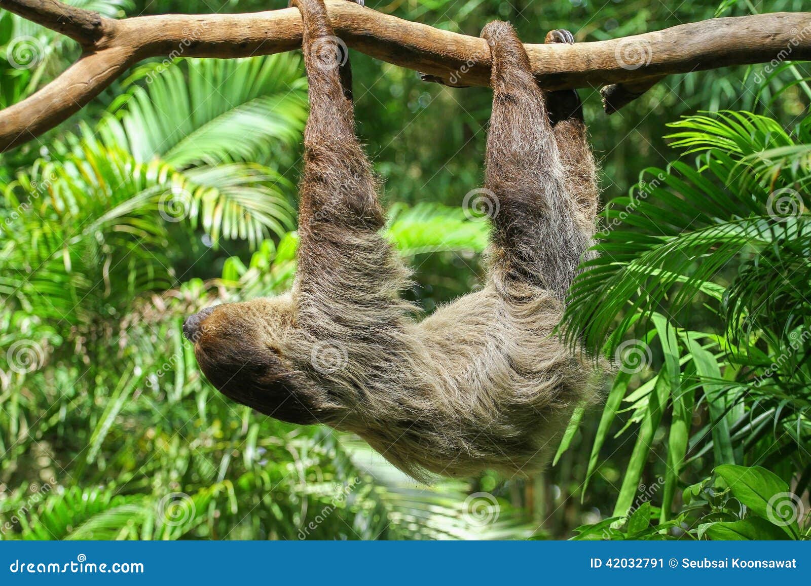 Three Toed Sloth Climbs stock image. Image of slow, toed - 42032791