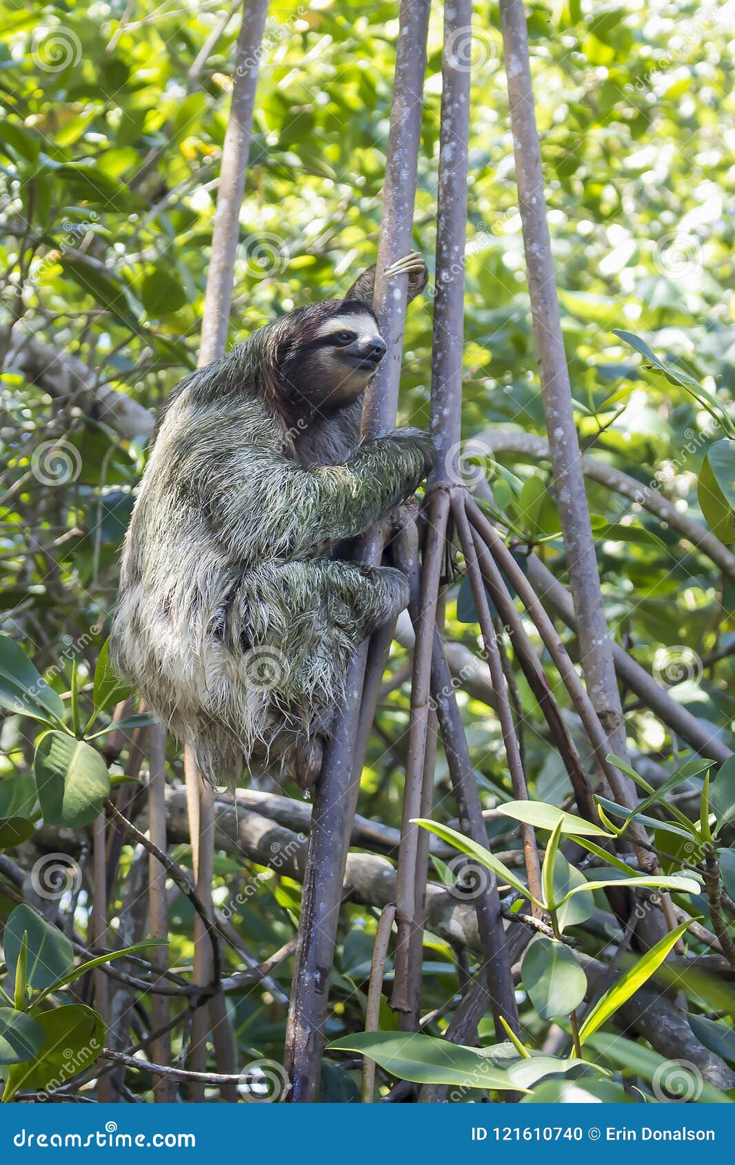 Three Toed Sloth Climbs Tree after Drink in River Stock Photo - Image ...