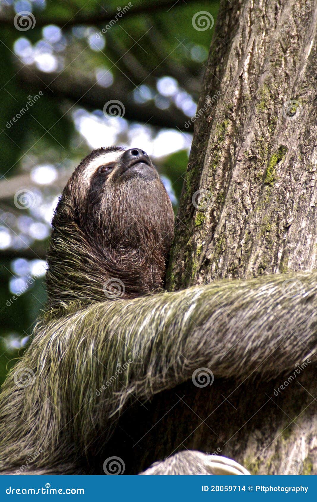Three-toed sloth, Close-up stock photo. Image of denizen - 20059714