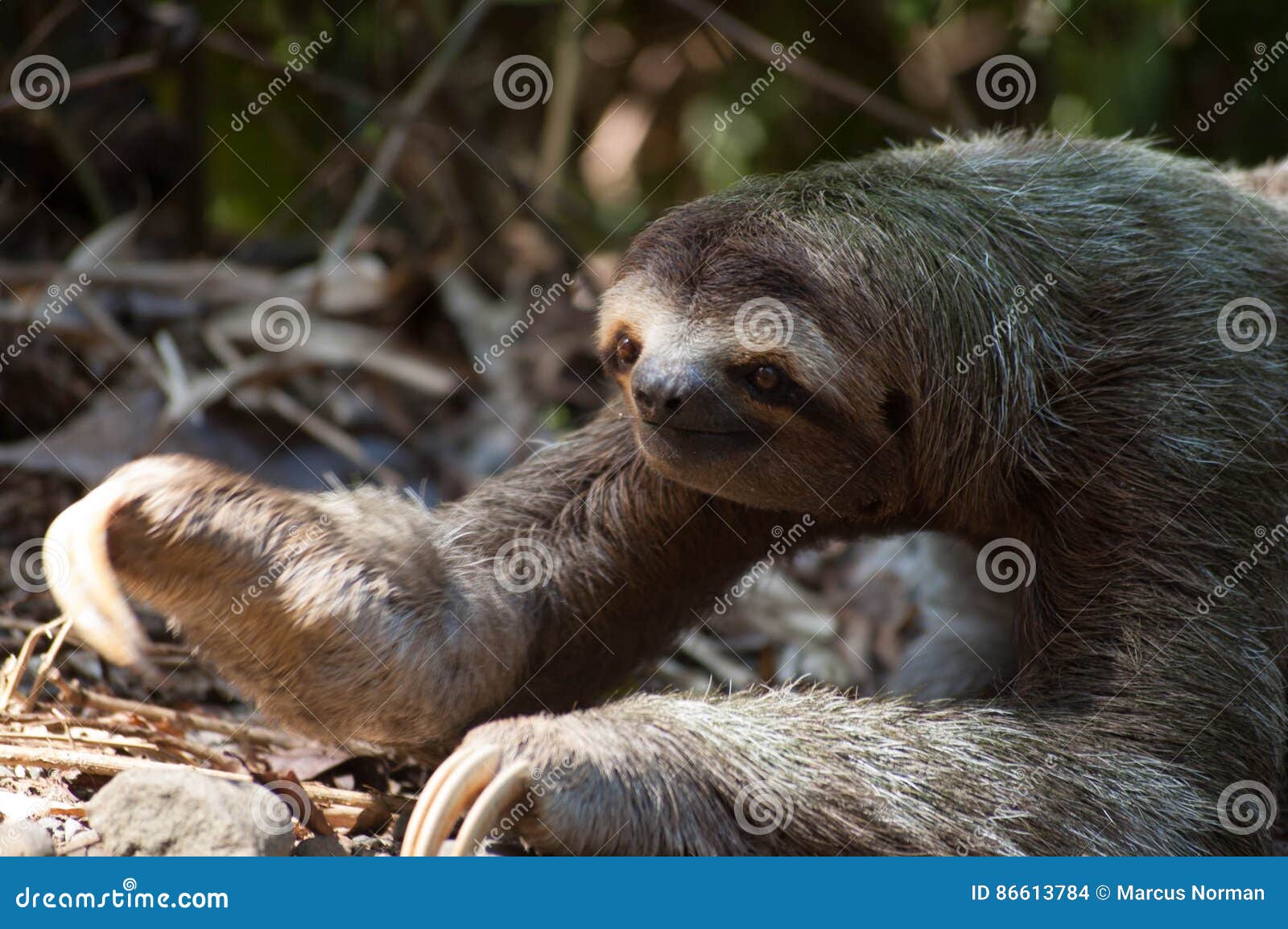 Three-toed Sloth stock photo. Image of claws, three, closeup - 86613784