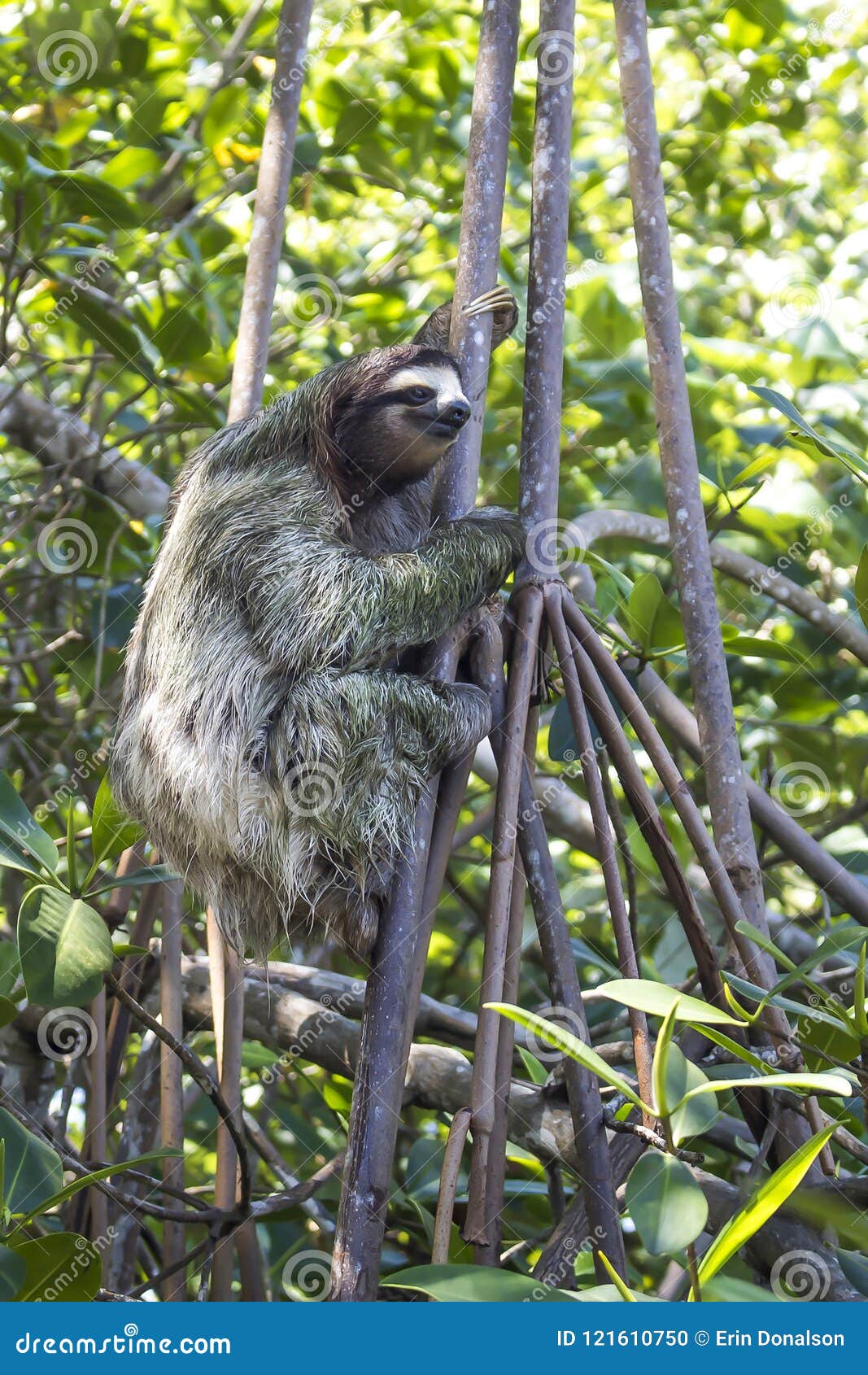 Close Up Vertical Three Toed Sloth Climbs Jungle Tree Stock Photo ...