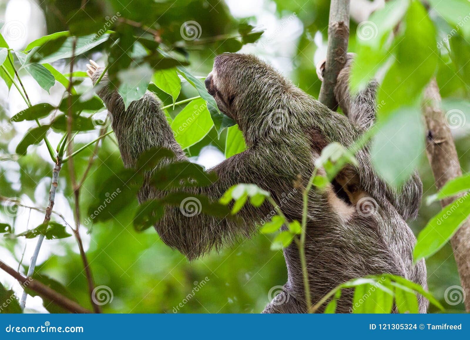 Three Toed Sloth in Costa Rica Stock Photo - Image of discover, three ...
