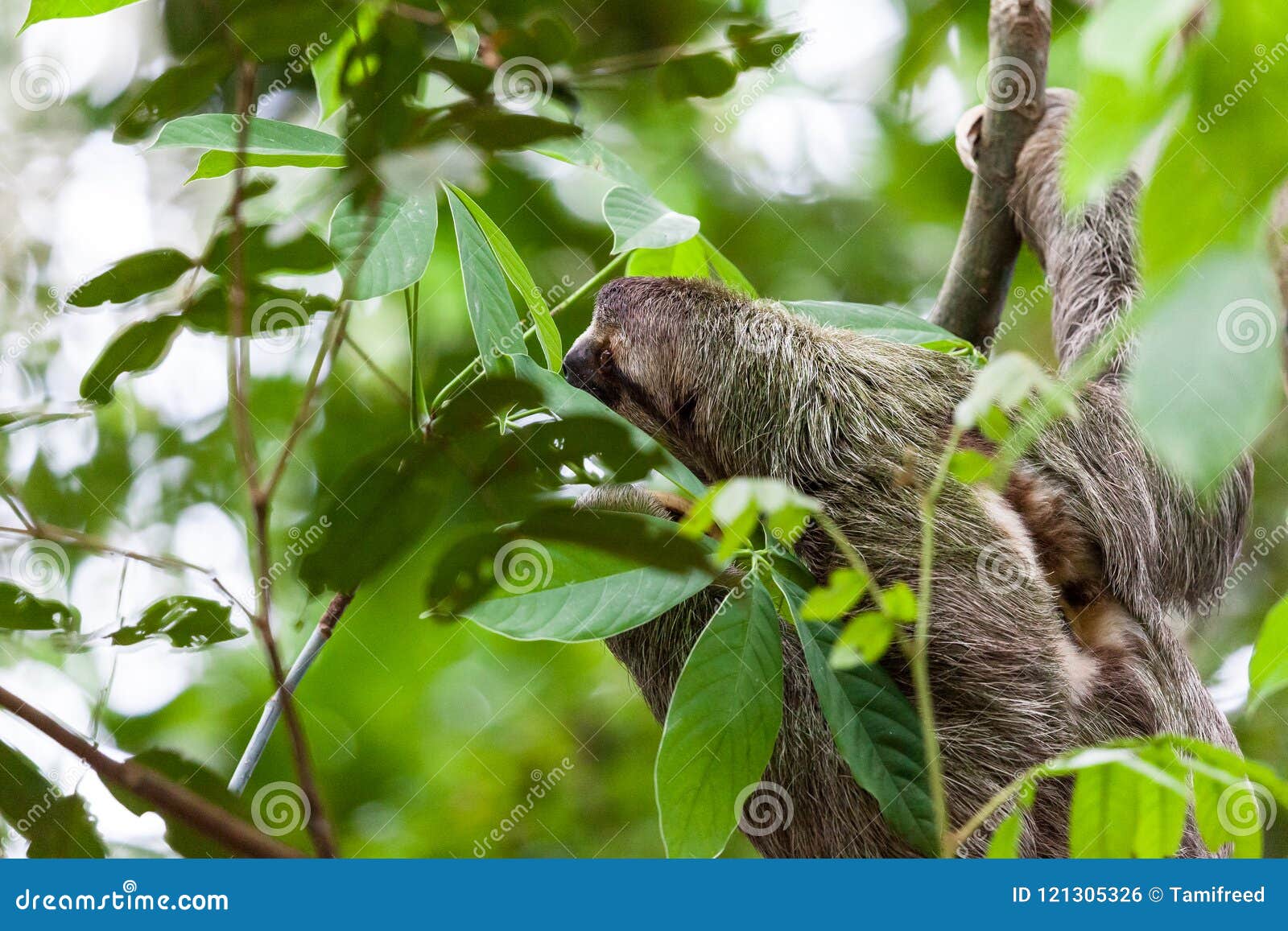 Three Toed Sloth in Costa Rica Stock Photo - Image of mammal, soft ...