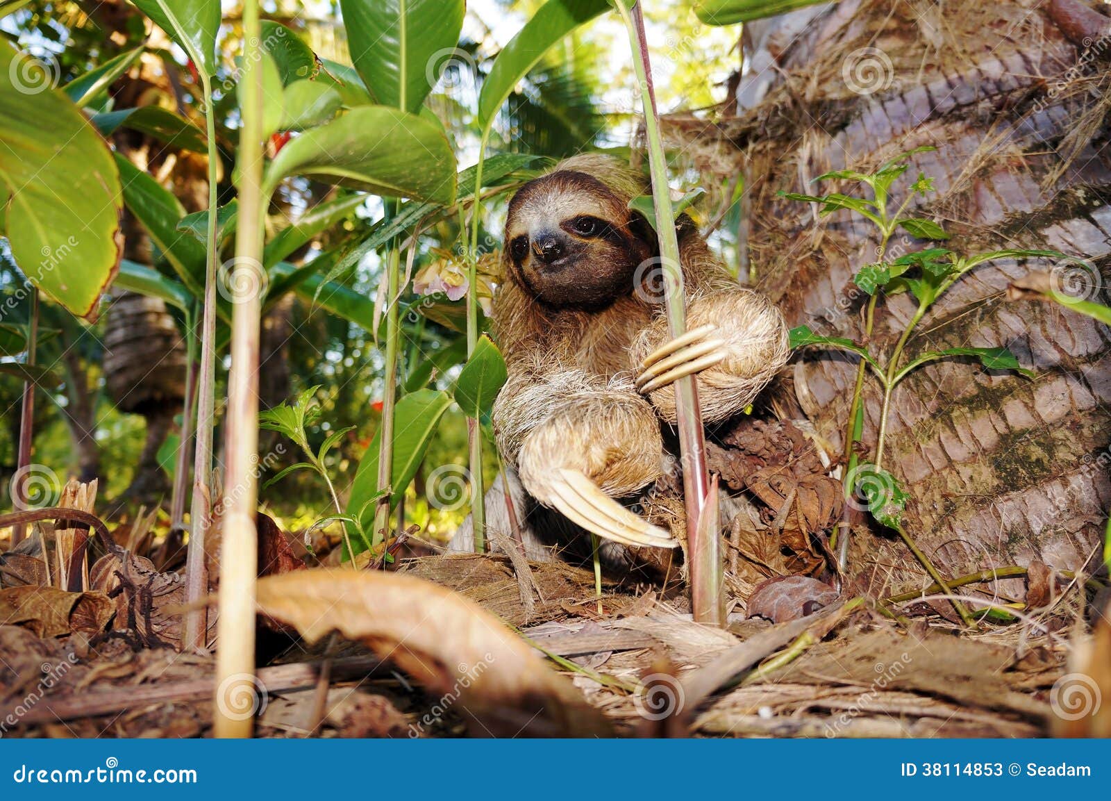 Three-toed Sloth on the Ground Stock Image - Image of caribbean ...