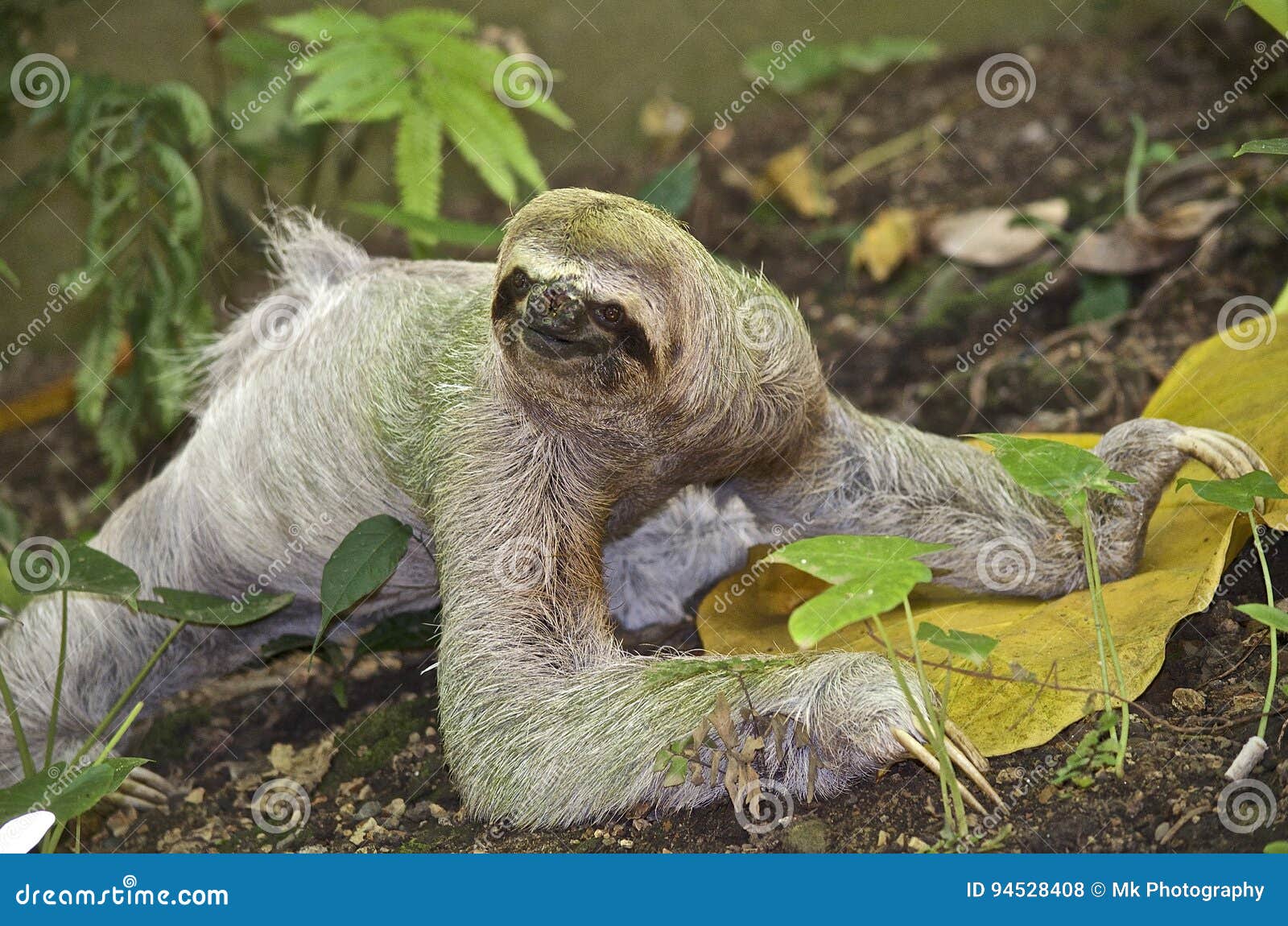 Three-toed Sloth stock photo. Image of cute, gold, pretty - 94528408