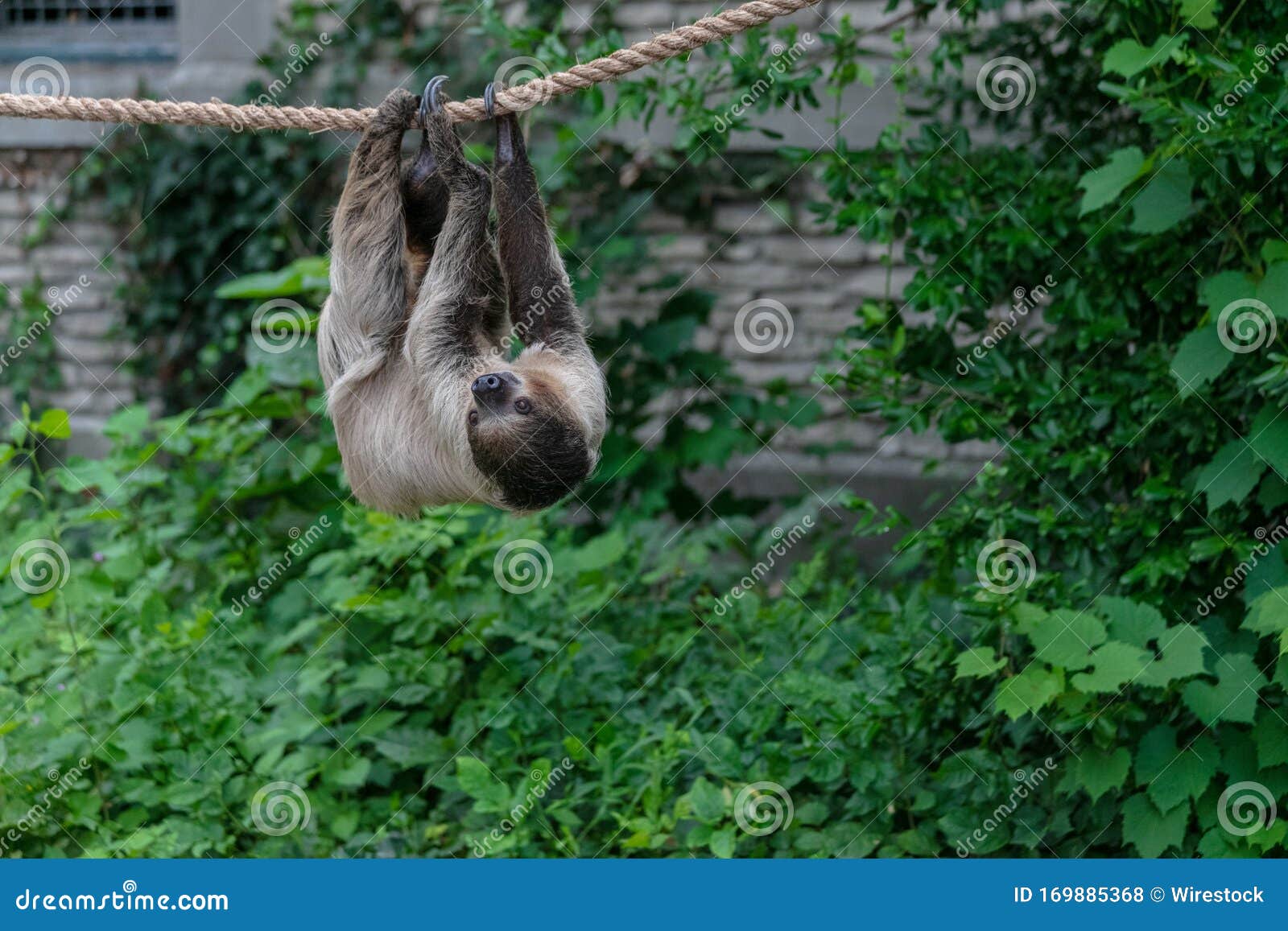 Three-toed Sloth Hanging on a Rope Surrounded by Greenery in a Forest ...