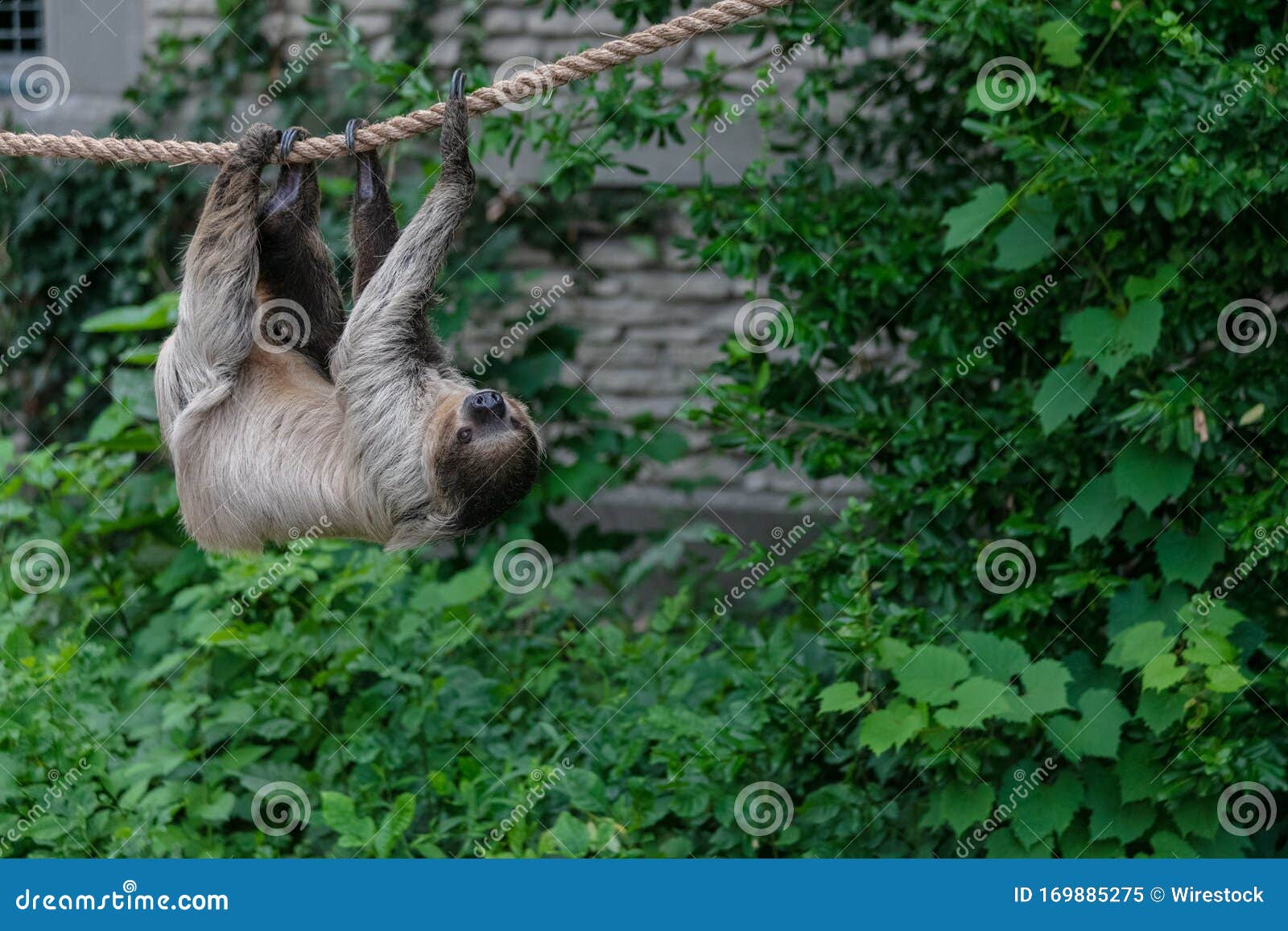 Three-toed Sloth Hanging on a Rope Surrounded by Greenery in a Forest ...
