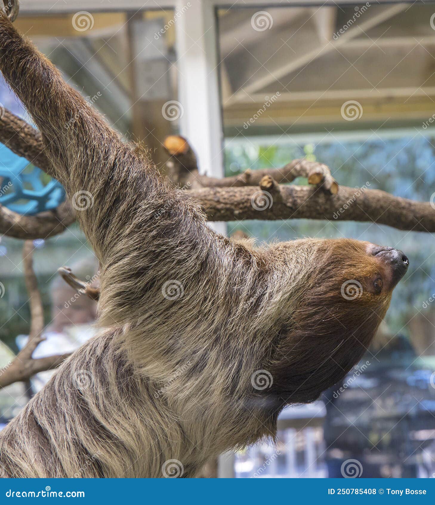 Three-Toed Sloth Hanging from Tree Stock Photo - Image of hanging ...