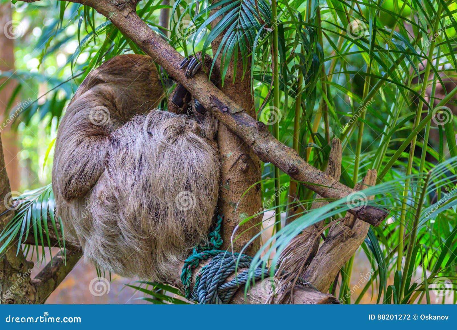 Three-toed Sloth Hanging on Tree Stock Photo - Image of climbing ...