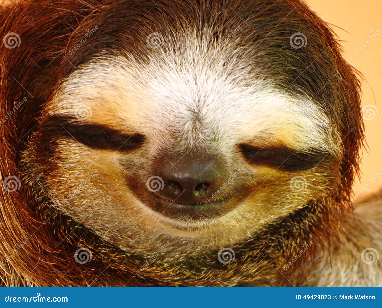 Three Toed Sloth editorial stock photo. Image of summer - 49429023