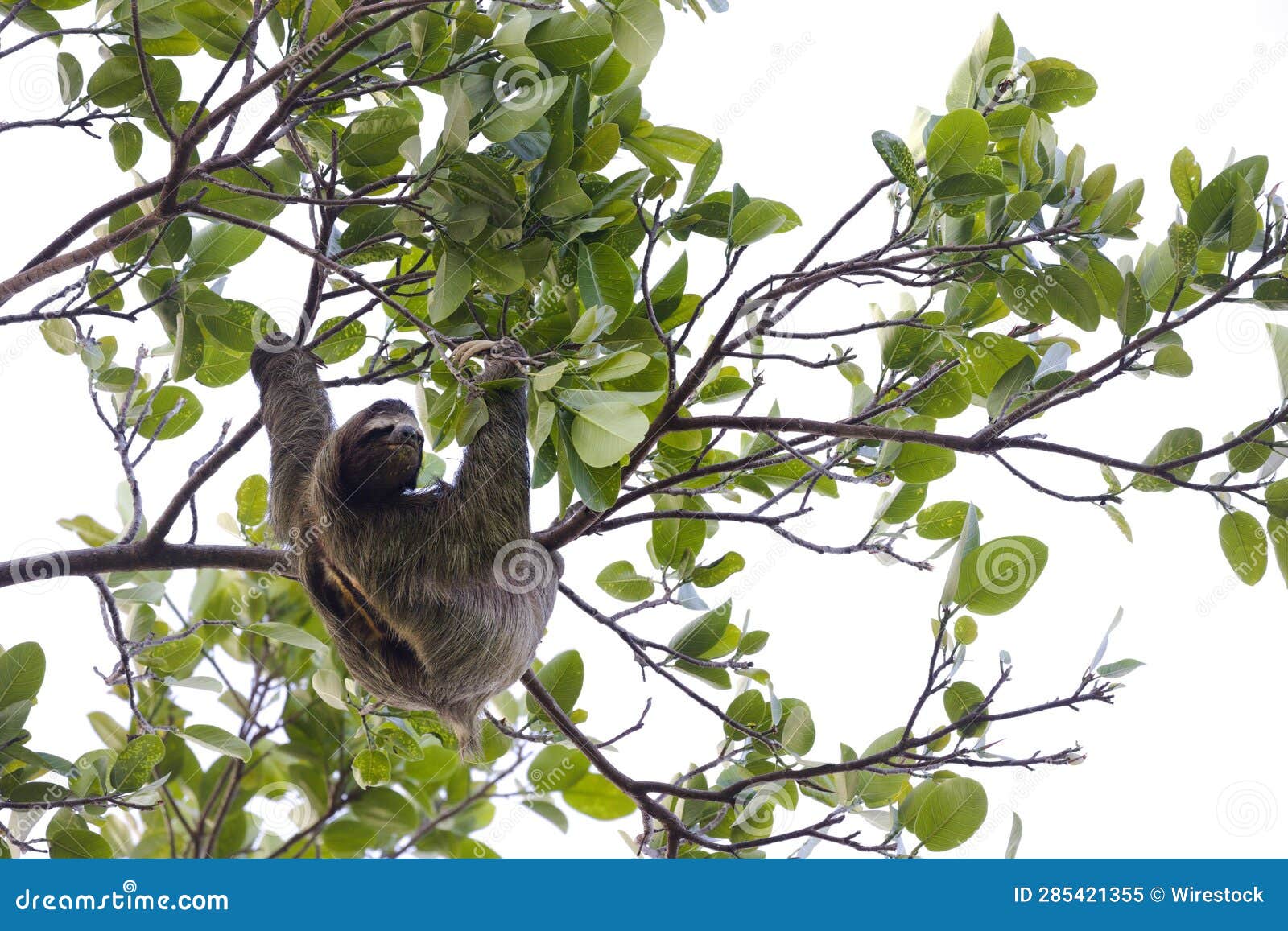 Three-toed Sloth Perched in a Tree, Surrounded by Lush, Green Foliage ...