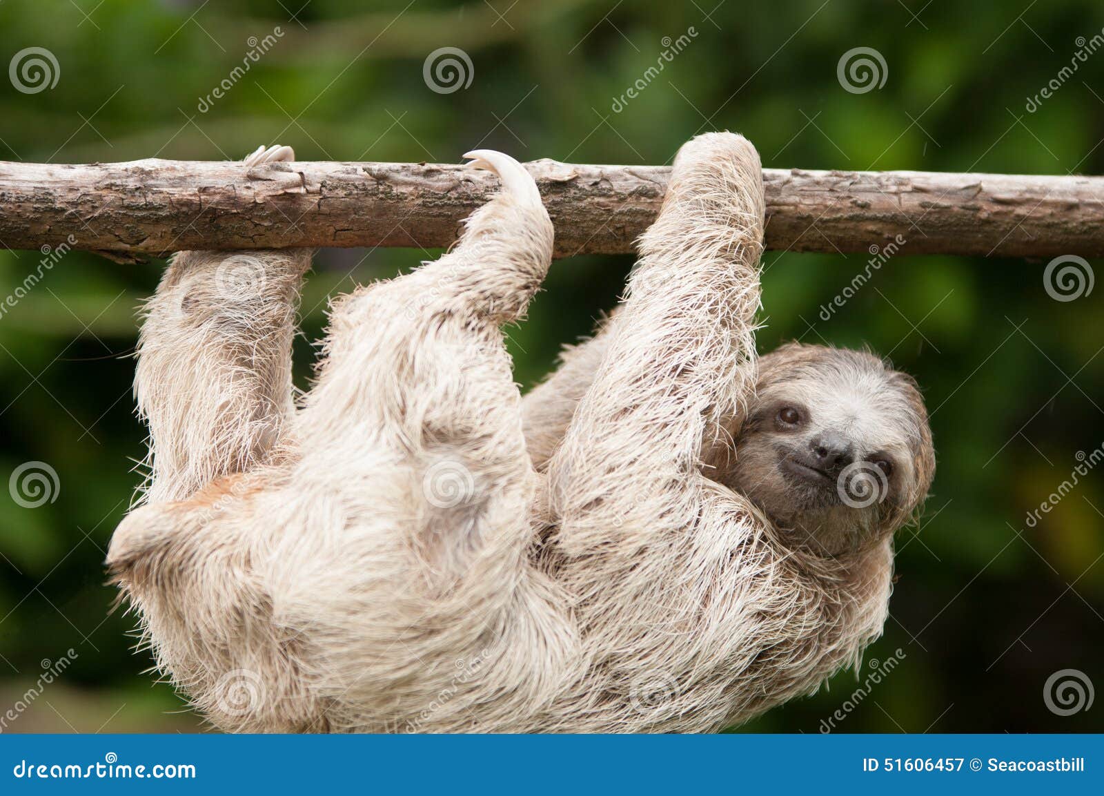 Three Toed Sloth stock image. Image of scarlet, sloths - 51606457