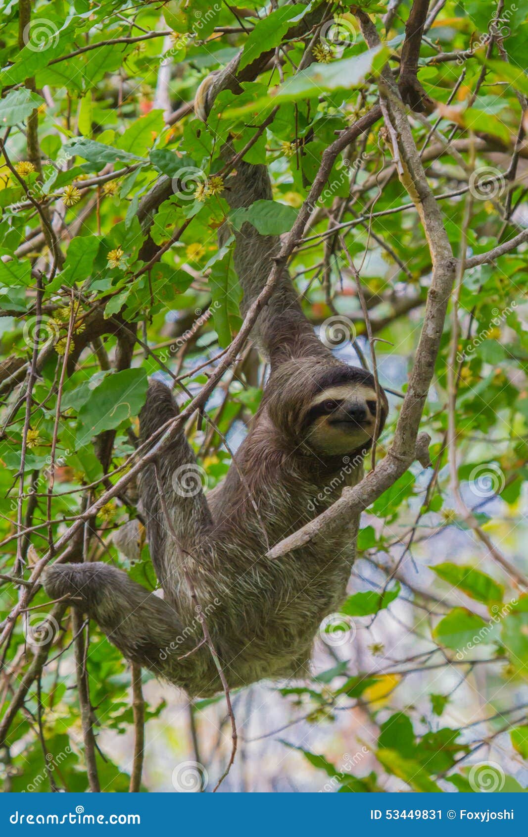 Three-toed Sloth stock image. Image of black, gamboa - 53449831