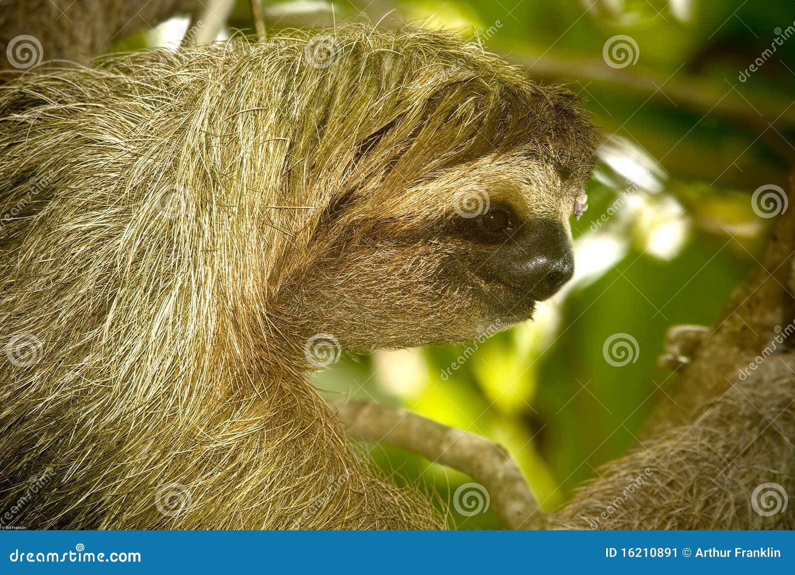 Three Toed Sloth Bradypus Variegatus, Taken La Fortuna, Costa Rica ...