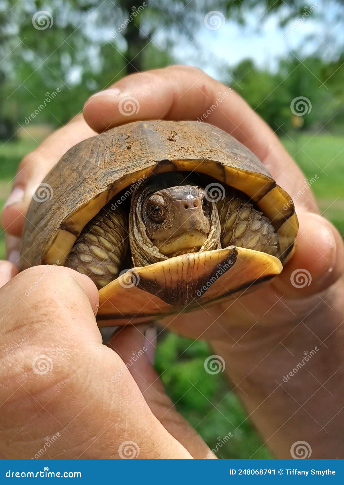 Three toed turtle stock image. Image of tortoise, wildlife - 248068791