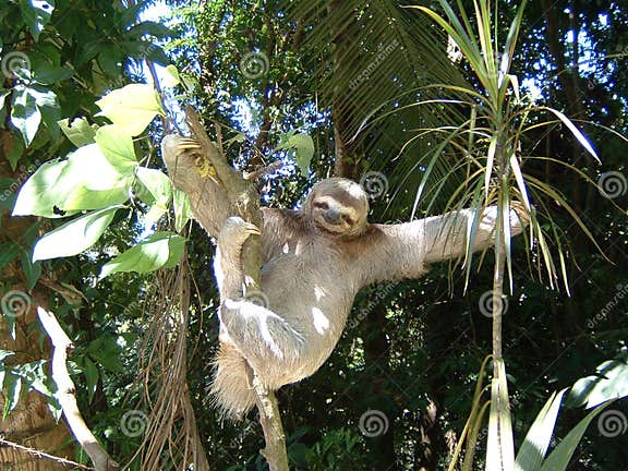 Three toes sloth stock photo. Image of hair, forest, toes - 669386