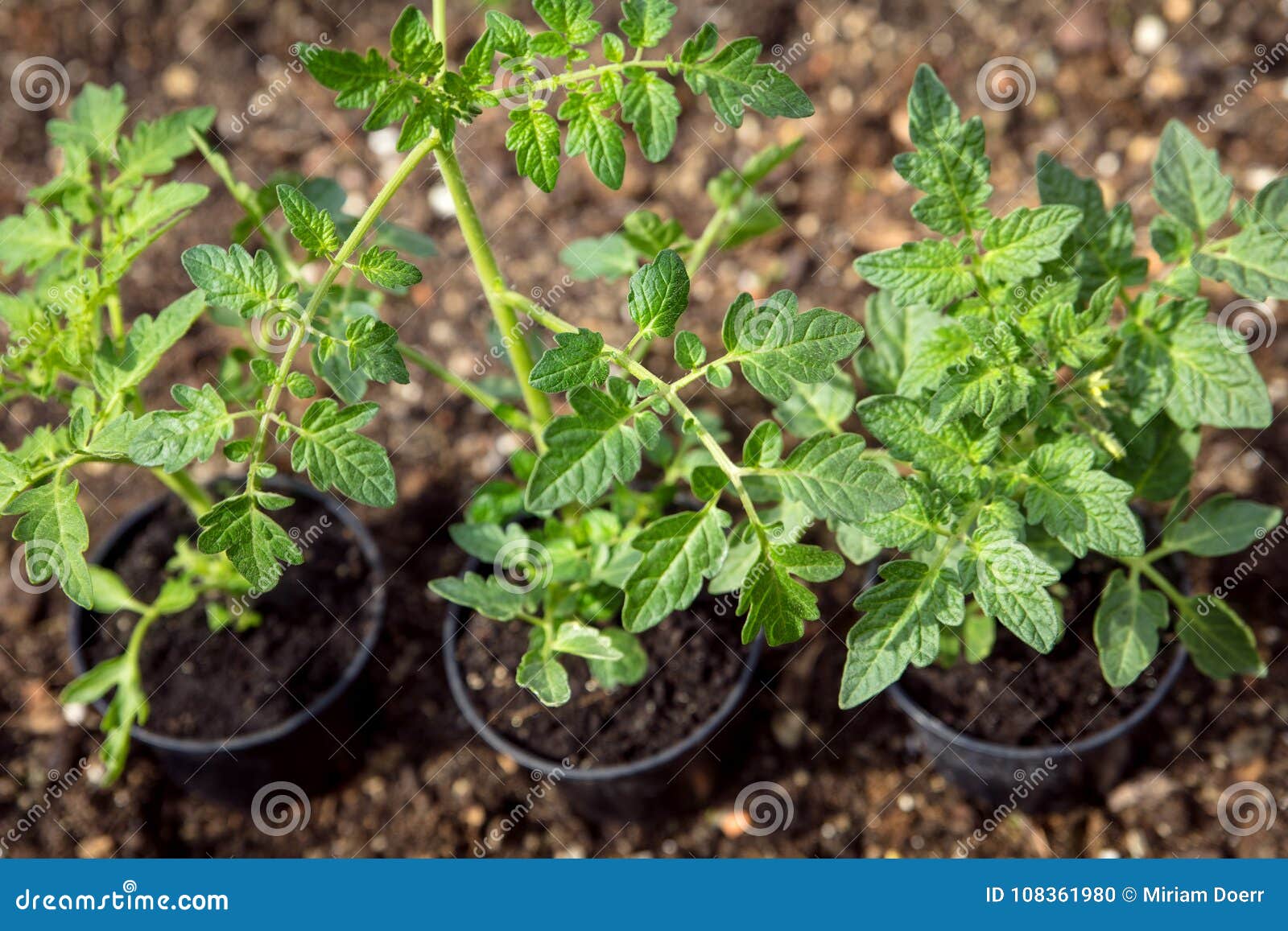 Three Tomato Plants Standing in the Soil, Ready for Planting and Stock ...