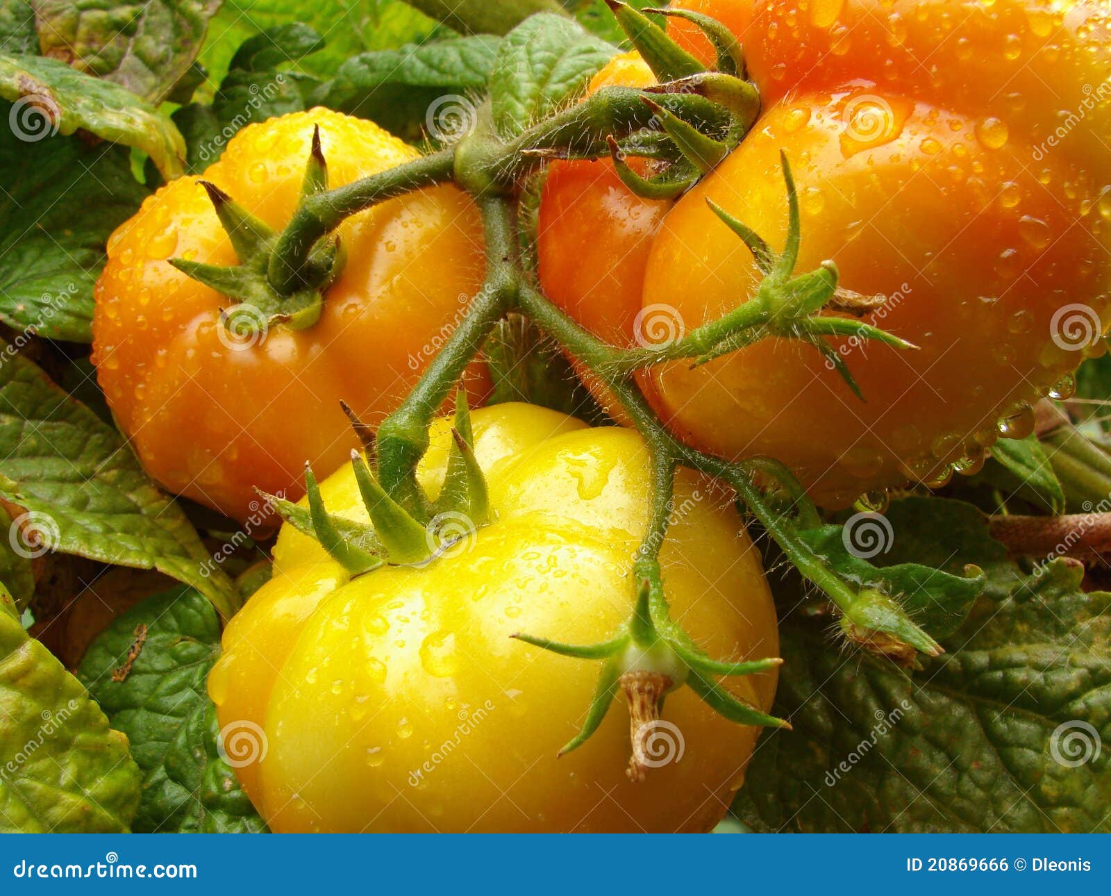 Three tomatoes stock photo. Image of farm, outdoor, leaves - 20869666