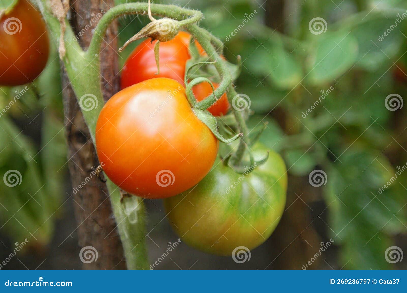 Three Tomatoes in Different Stages of Ripening Stock Image - Image of ...