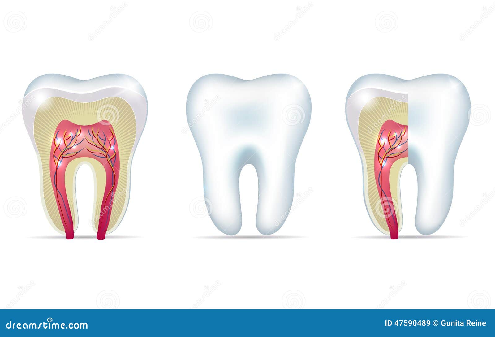 Three Tooth Anatomy Illustrations Cartoon Vector | CartoonDealer.com ...
