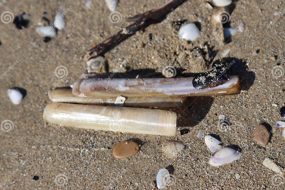 Three Tooth Sticks and a Shell on the Sand and Some Shells Stock Photo ...