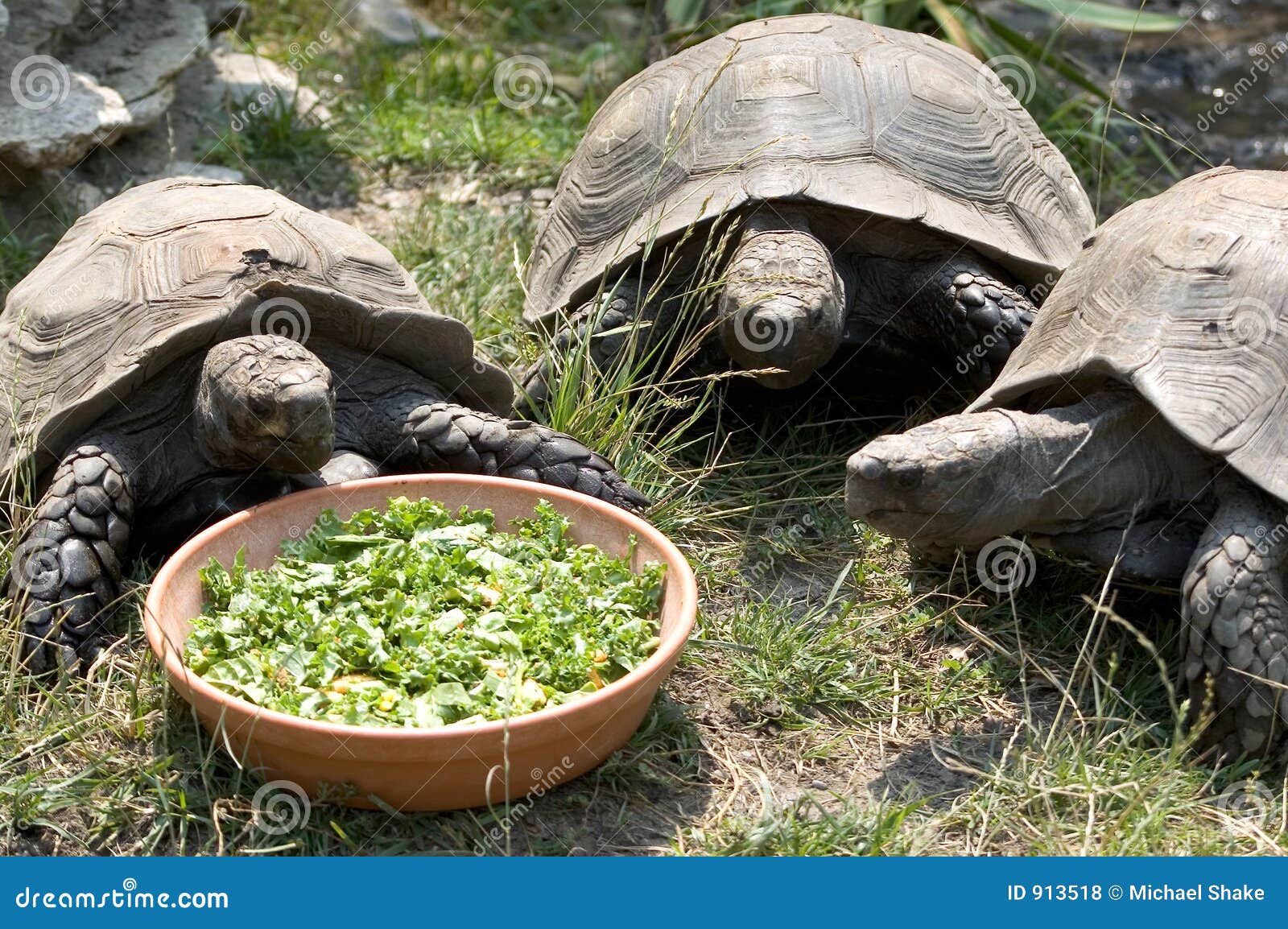 Three Tortoises stock photo. Image of salad, meal, vegetarian - 913518
