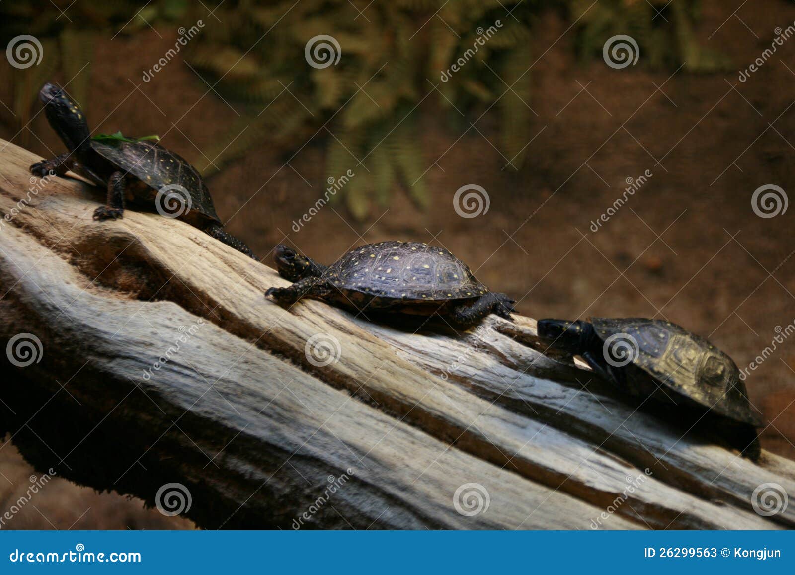 Three Tortoises on a Section of a Log Stock Image - Image of bronze ...