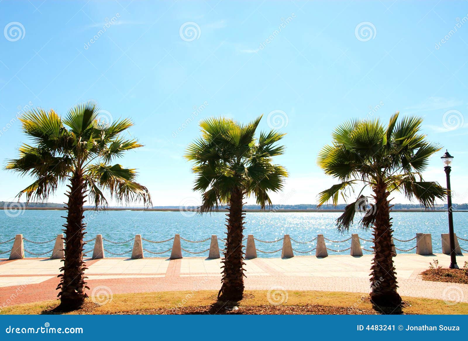 Three tranquil trees stock image. Image of palms, waters - 4483241