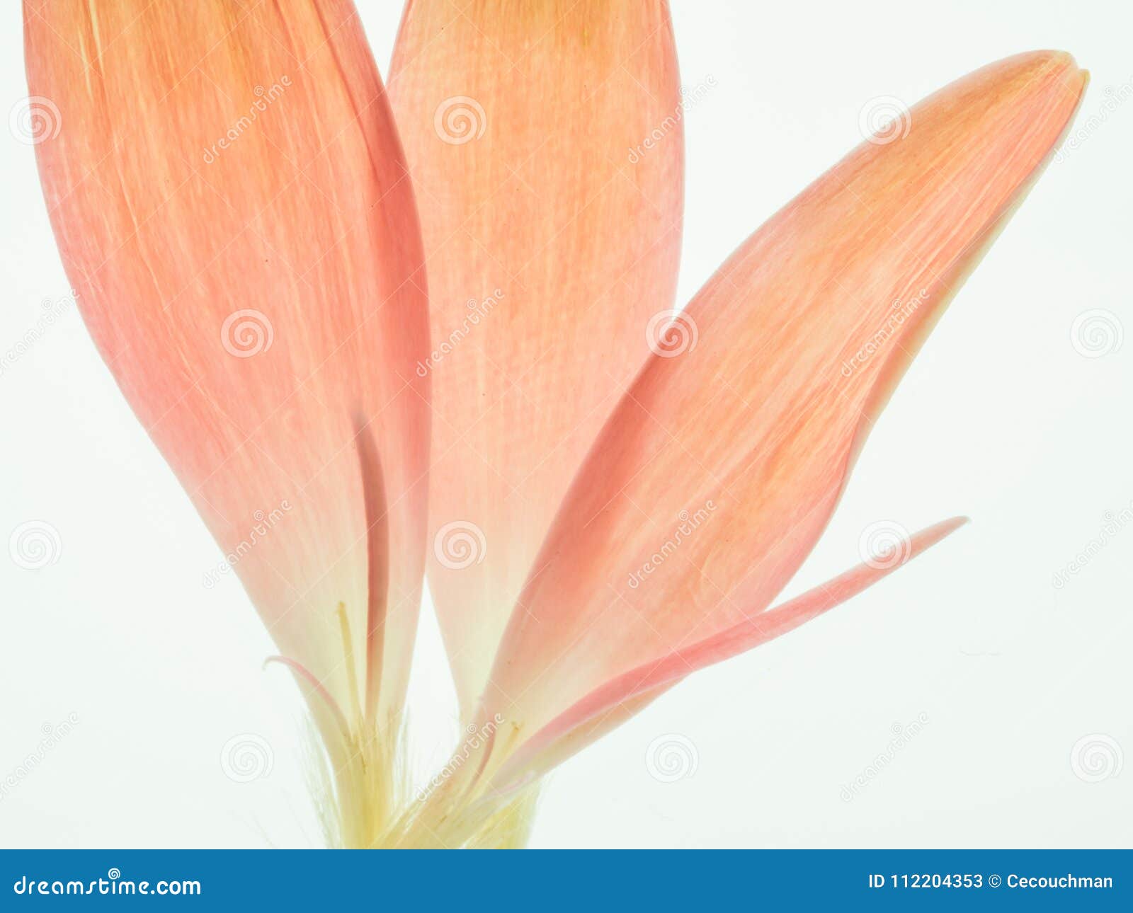 Three Translucent Flower Petals Stock Image - Image of pastel, soft ...