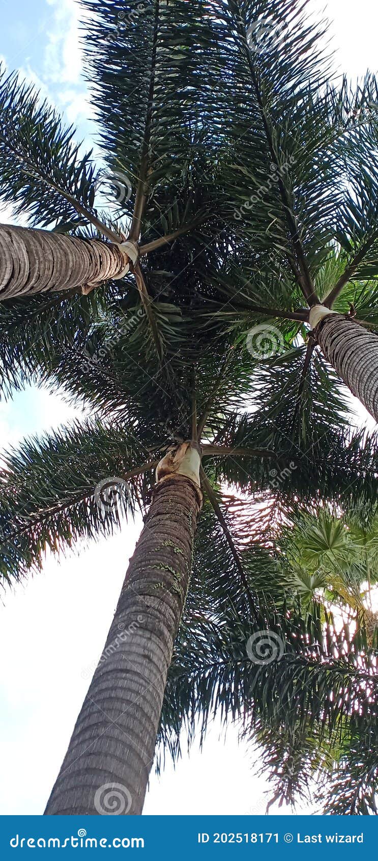 The three tree stock image. Image of food, plant, fruit - 202518171