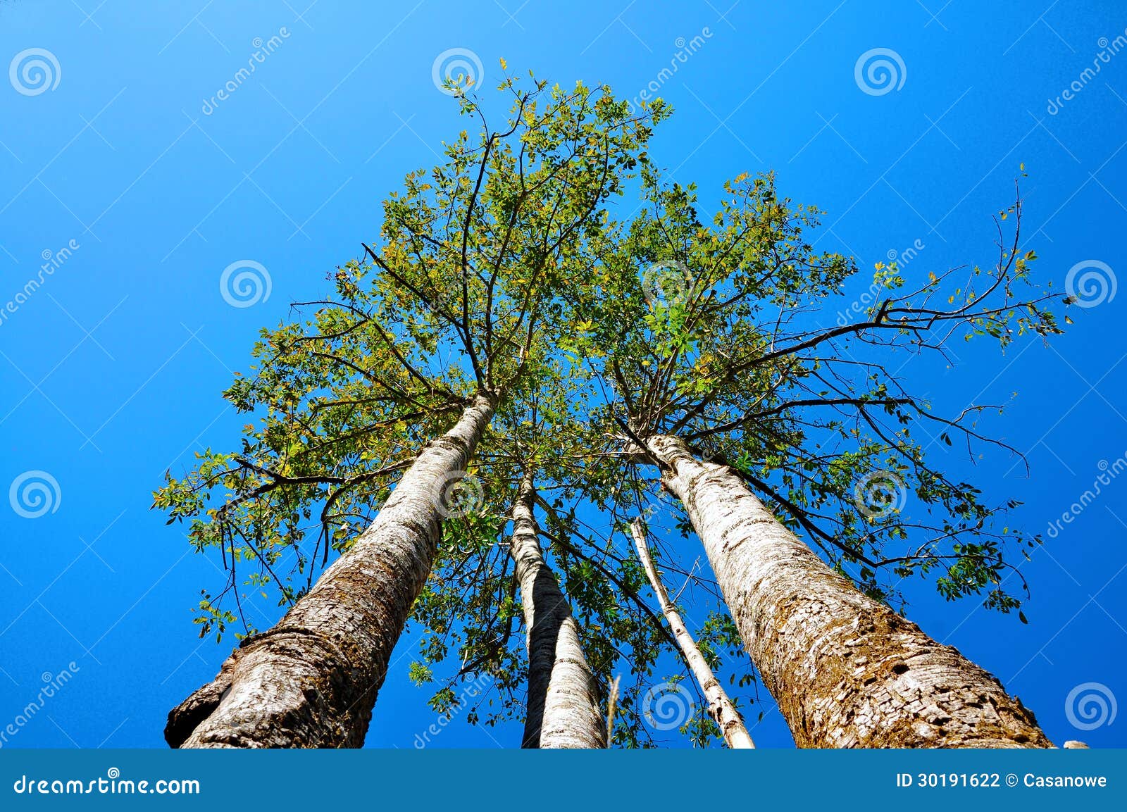 Three Tree Against the Blue Sky Stock Photo - Image of dried, black ...
