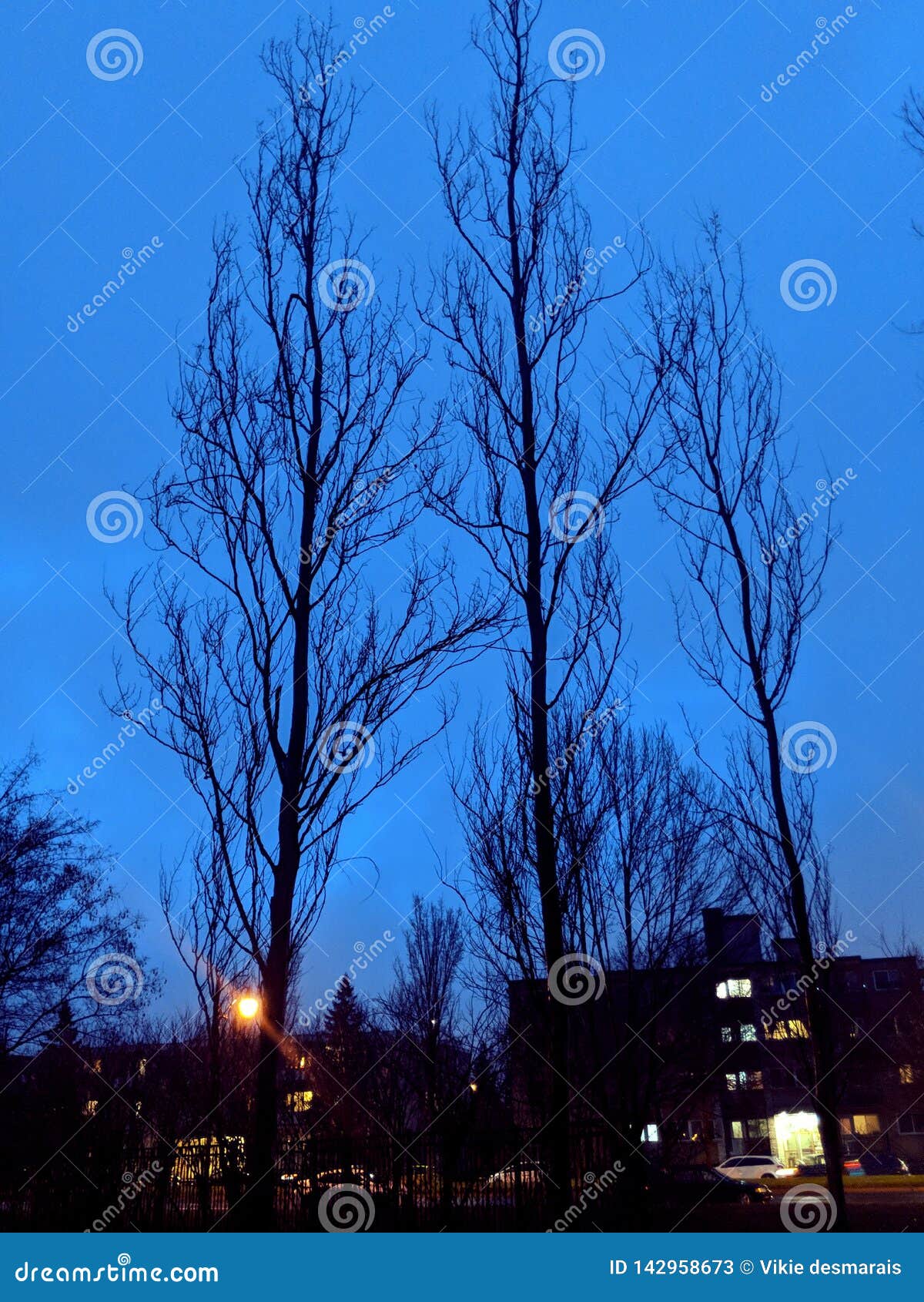 Three tree stock image. Image of three, park, montreal - 142958673