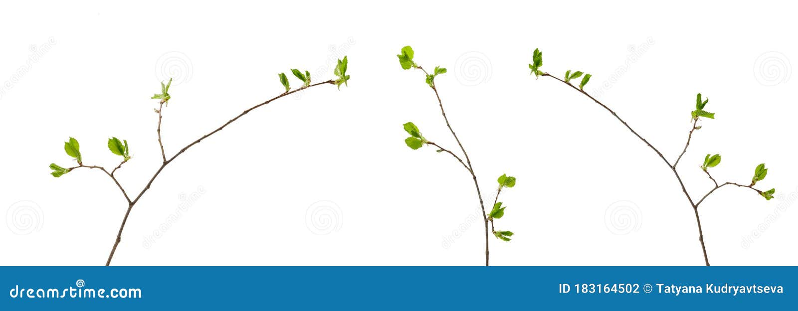 Three Tree Branches with Young Leaves on White Background Stock Photo ...