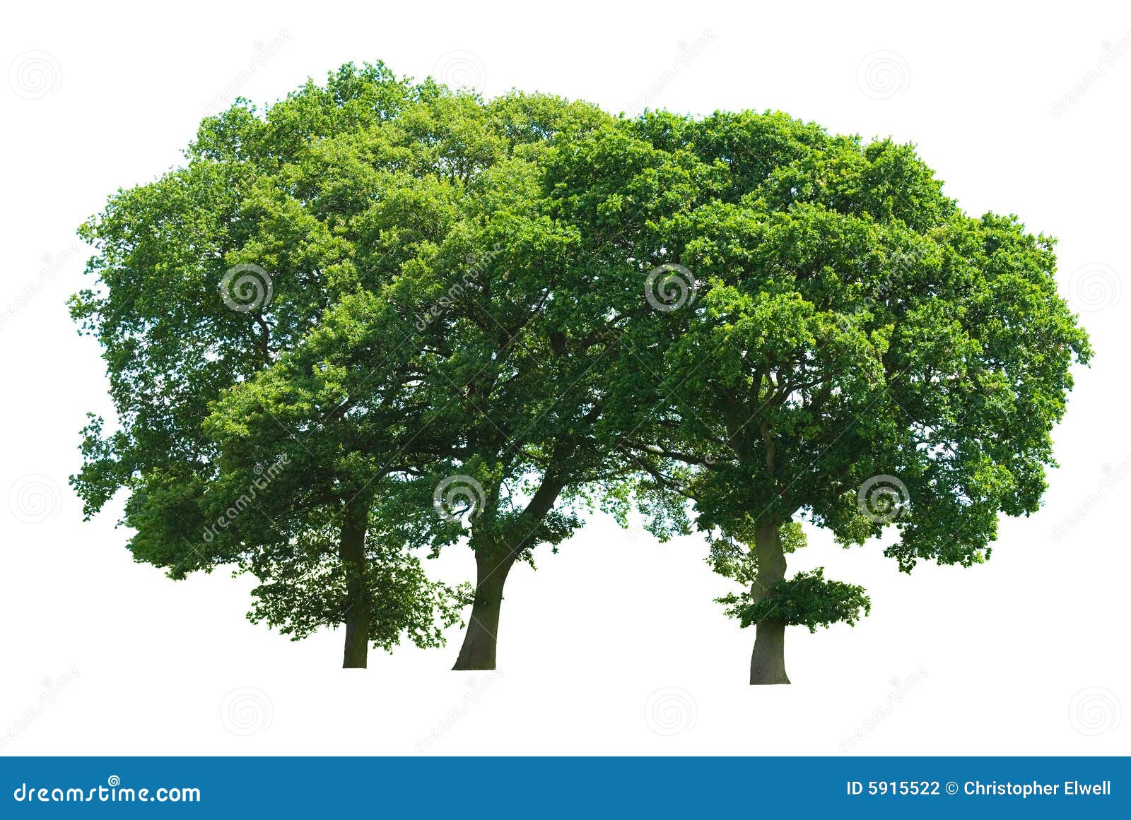 Copse - emsekflol.com