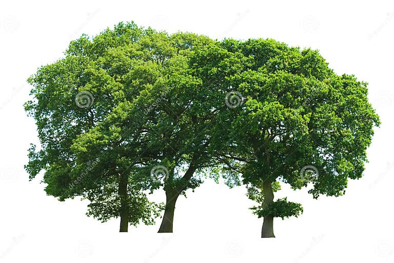 Three Tree Copse stock photo. Image of deciduous, three - 5915522
