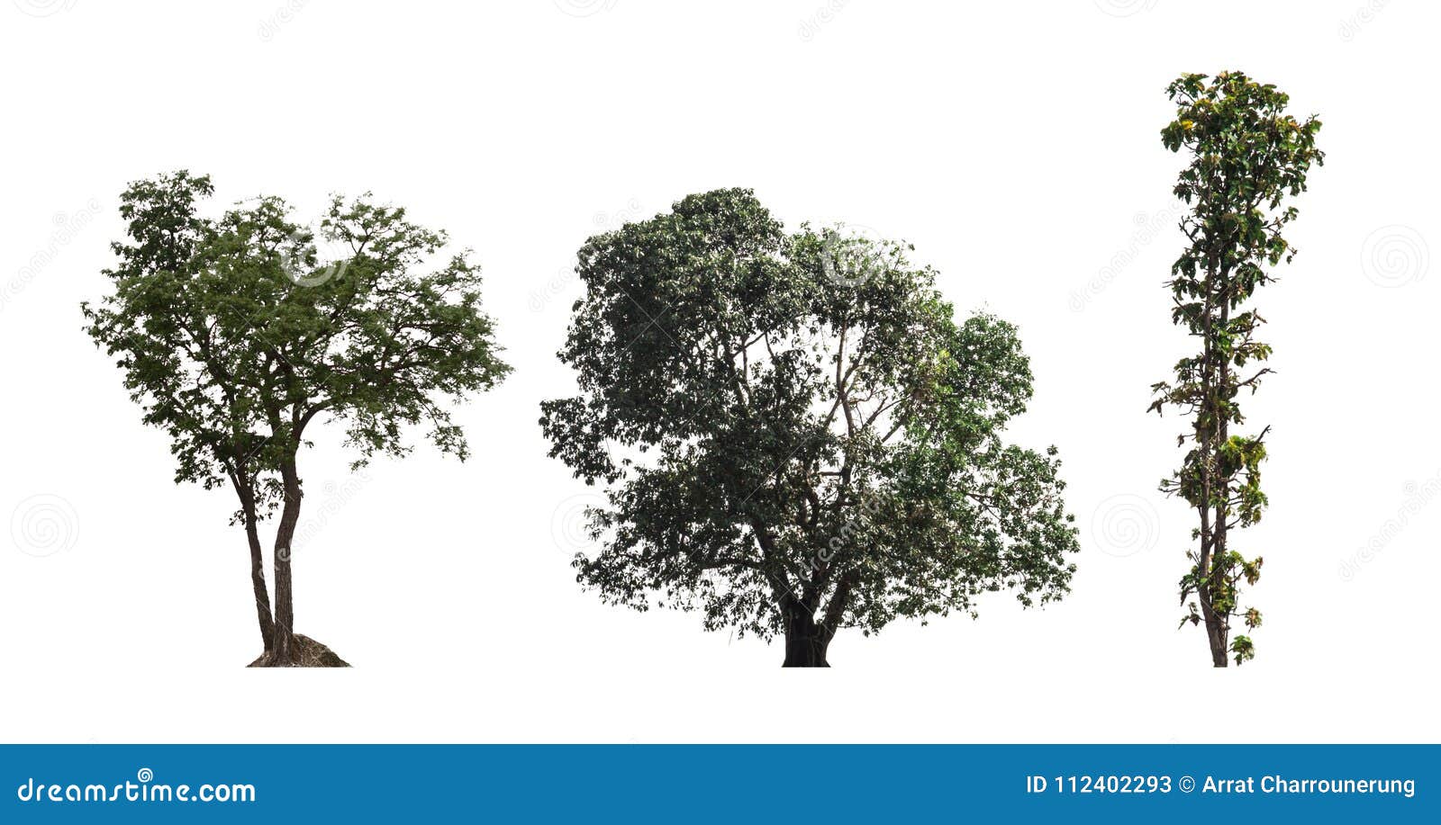 Three Tree Dicut on White Background Save in Jpg File Clipping P Stock ...