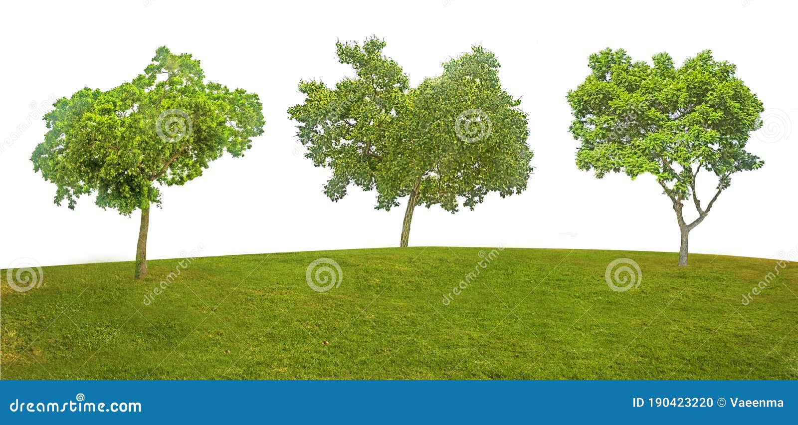 Three Tree Isolated on White Stock Photo - Image of leaf, trunk: 190423220