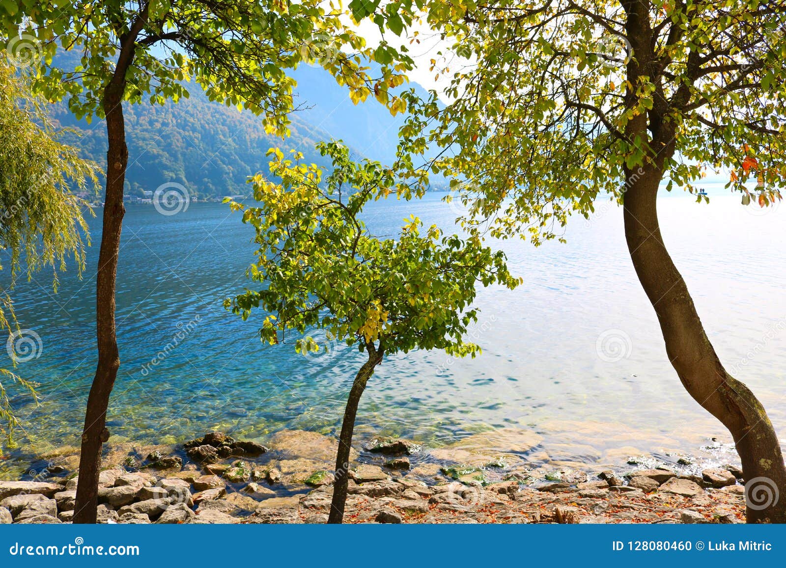Trees by the lake stock photo. Image of life, peace - 128080460