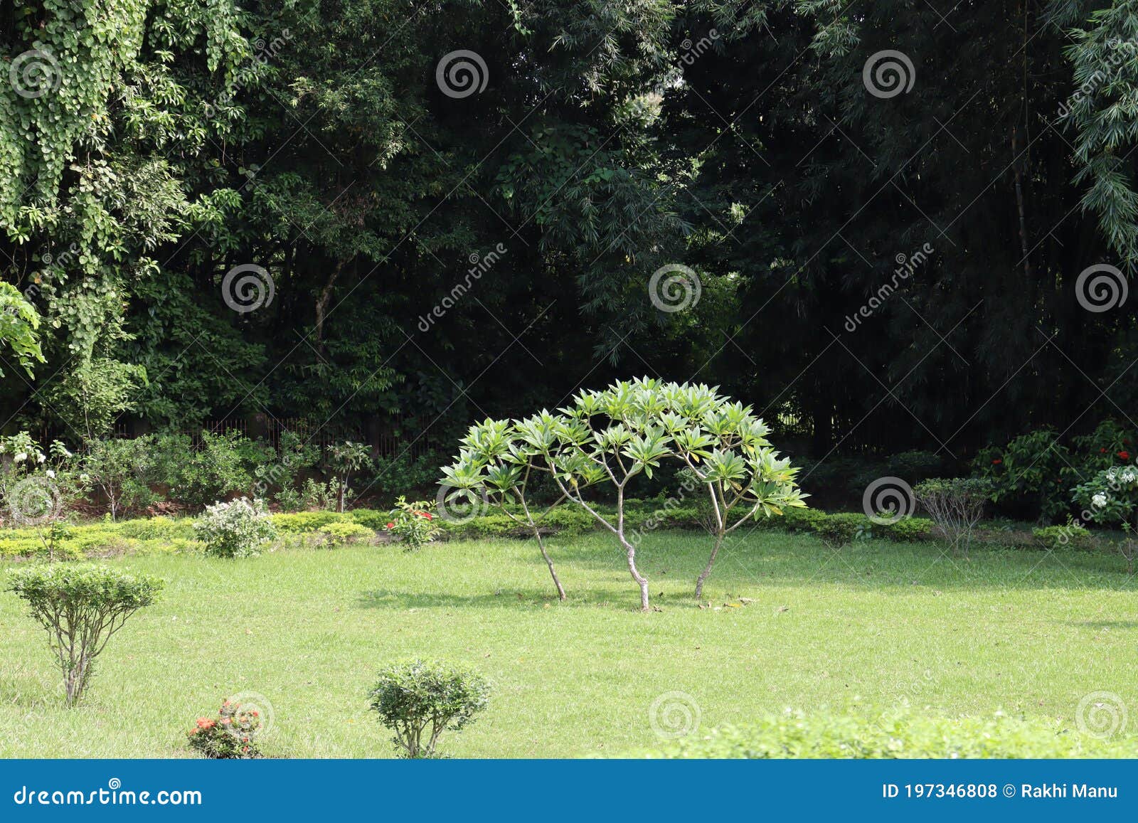 Three Tree in the Middle of the Tree Garden. Stock Photo - Image of ...