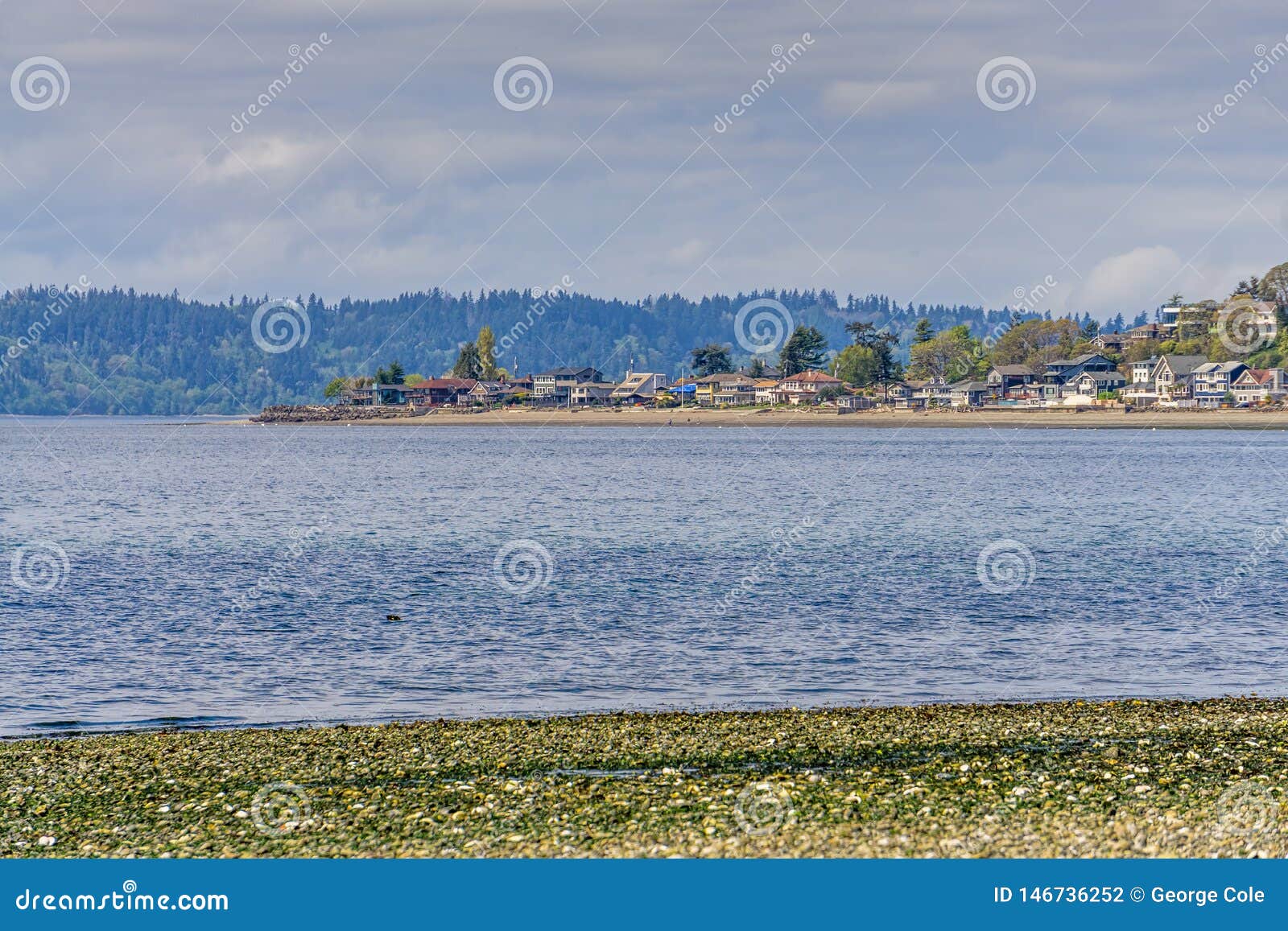 Three Tree Point Shoreline Homes 4 Stock Photo - Image of washington ...