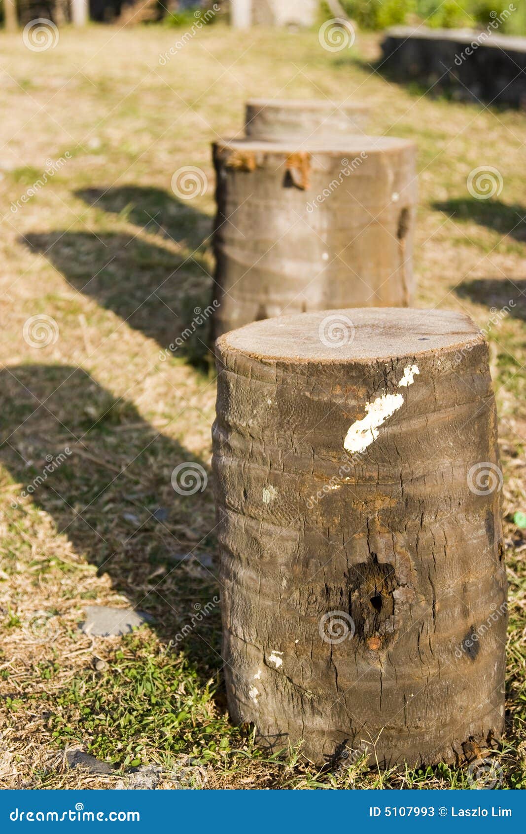 Three tree stumps stock image. Image of tree, wood, seat - 5107993