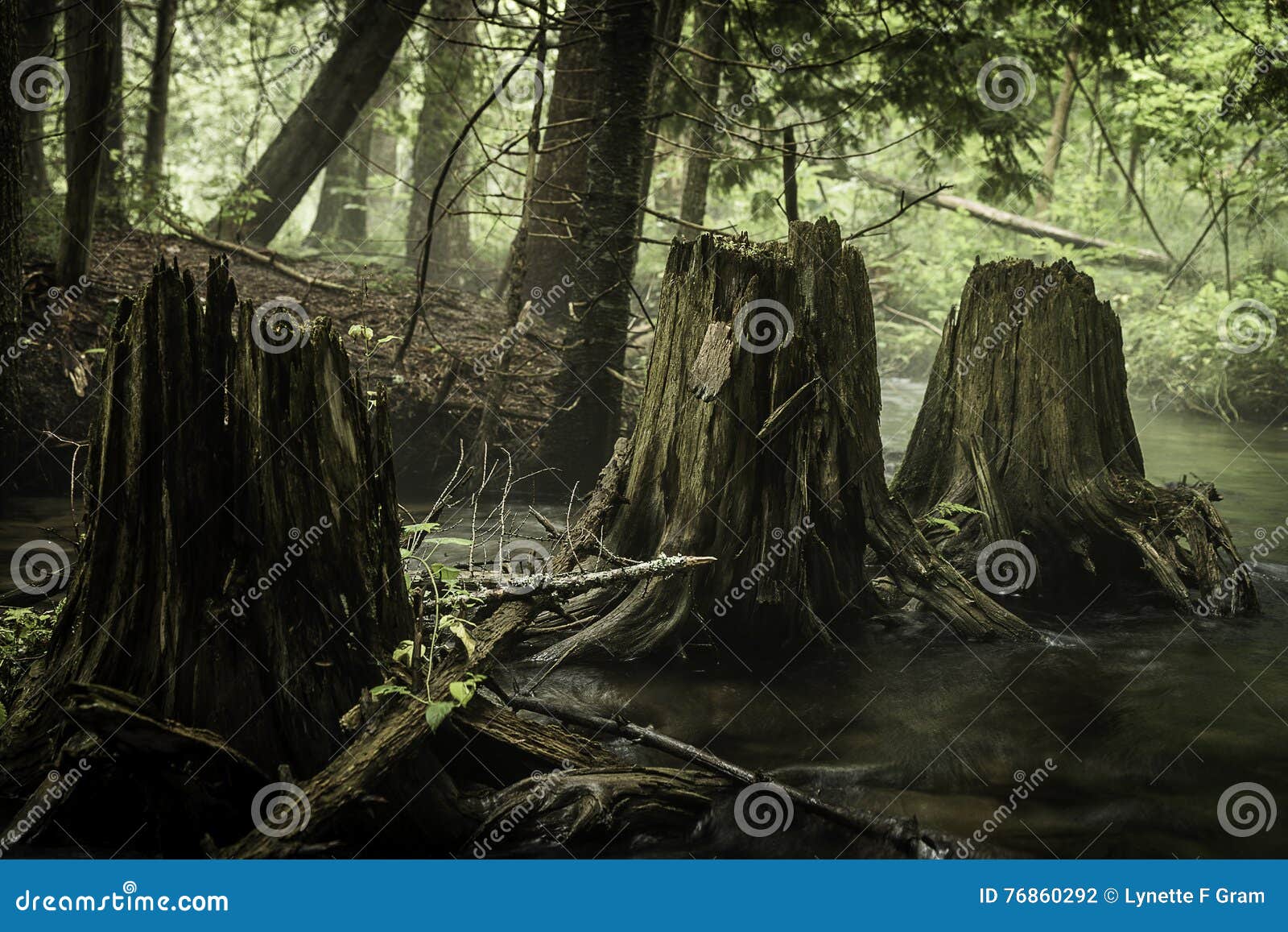 River Tree Stumps stock photo. Image of mystical, bridges - 76860292