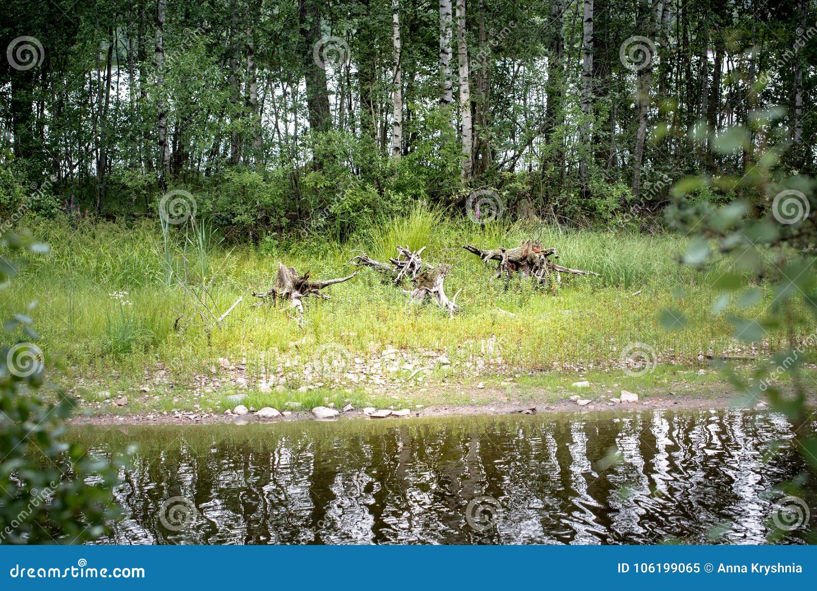 Three tree stumps stock image. Image of grass, edge - 106199065