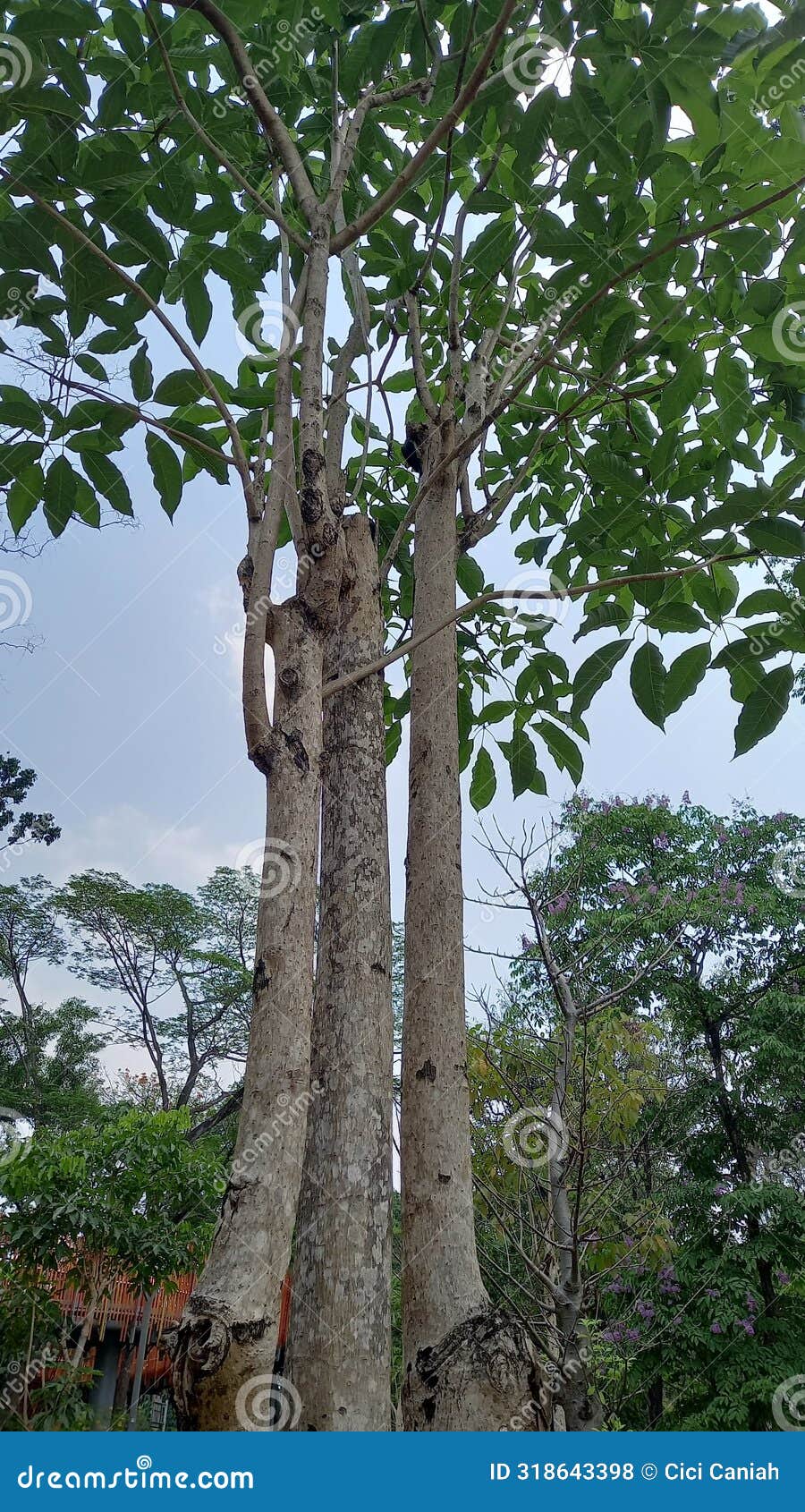 Three tree stock photo. Image of tree, produce, garden - 318643398